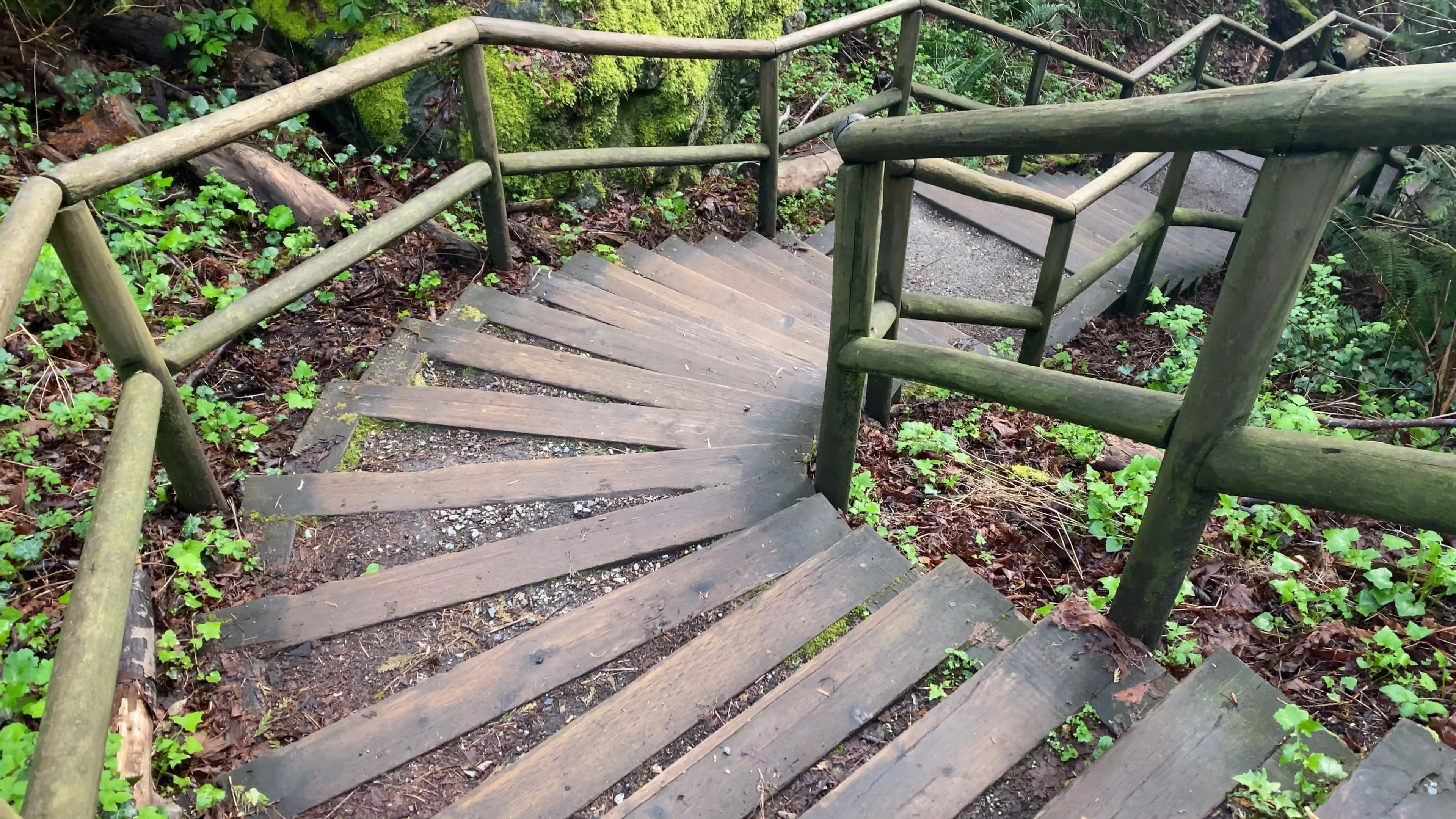 A View of a Stairs in the Forest · Free Stock Video
