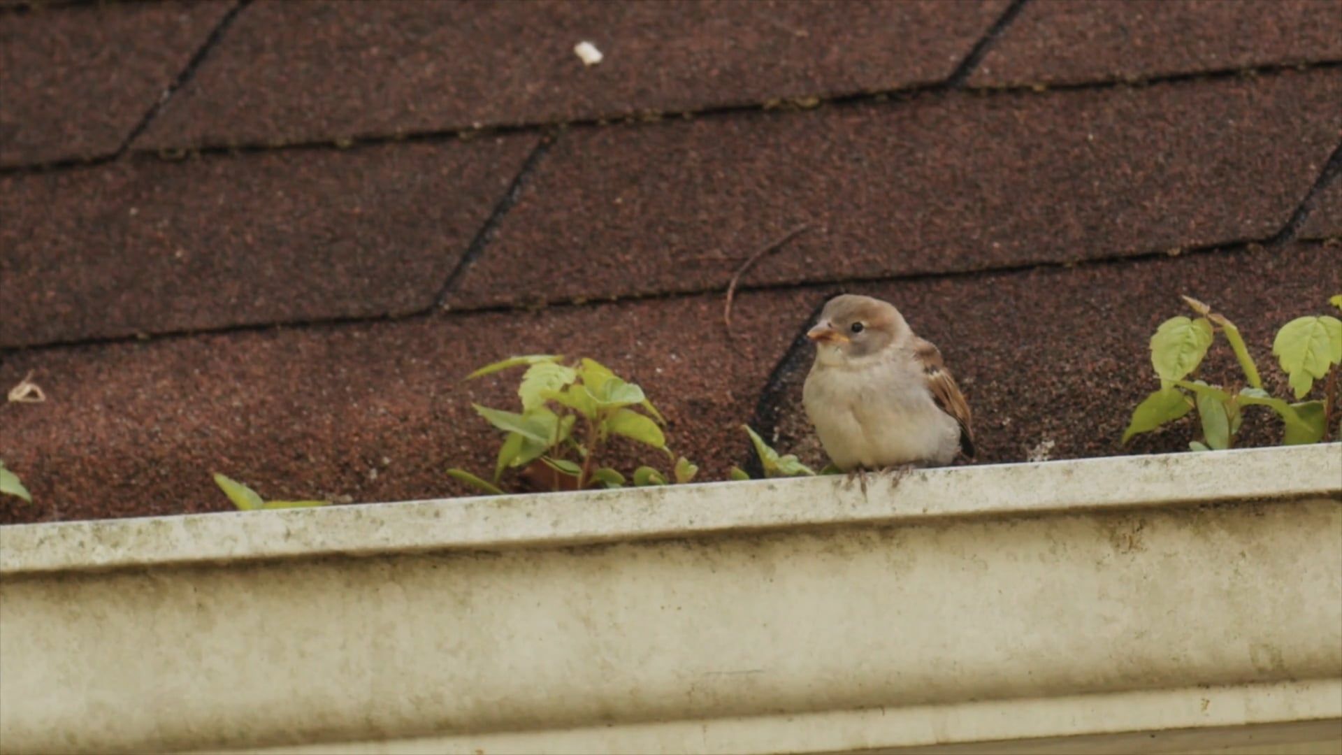 A Bird Resting on a Roof Gutter Free Stock Video Footage, Royalty-Free ...