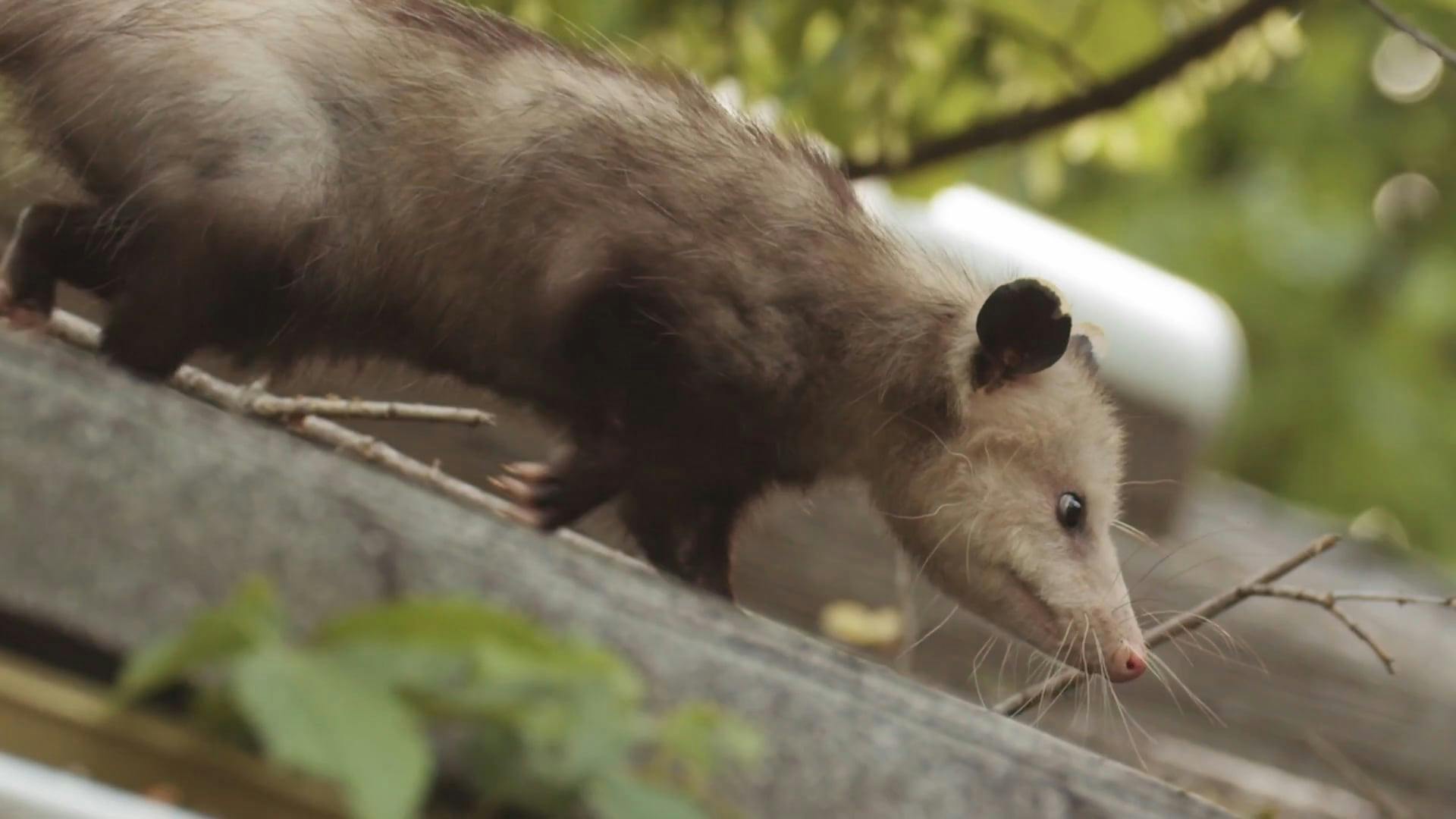 Close-Up Shot of a Mouse Walking Free Stock Video Footage, Royalty-Free ...