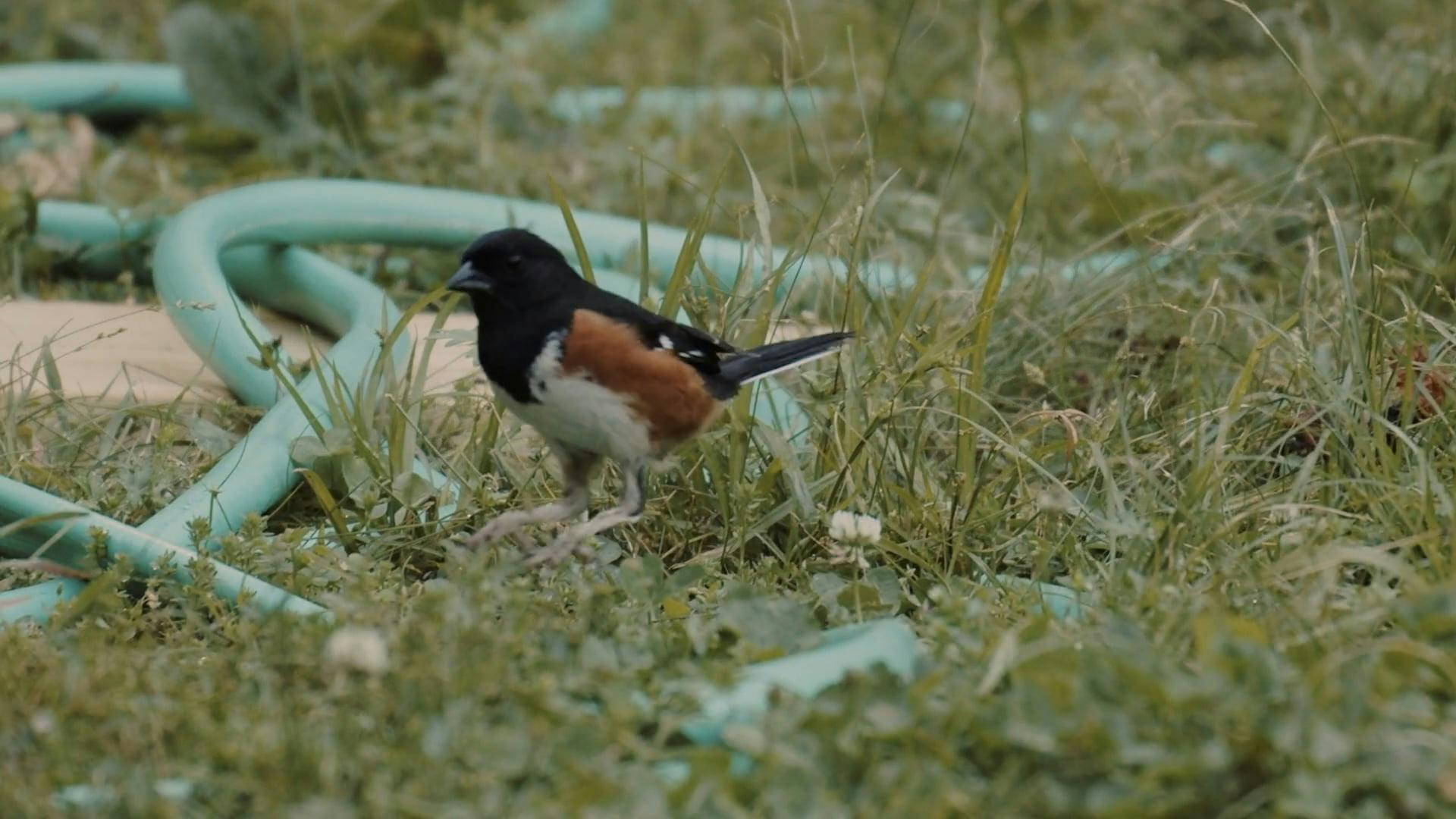 A Bird Hopping On The Ground Free Stock Video Footage, Royalty-Free 4K ...