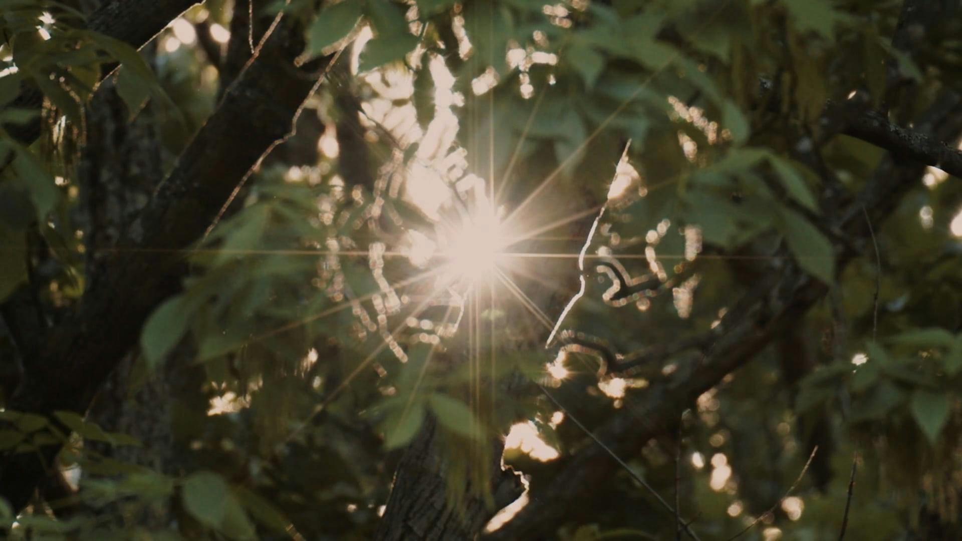 Hidden Tree Videos, Download The BEST Free 4k Stock Video Footage ...