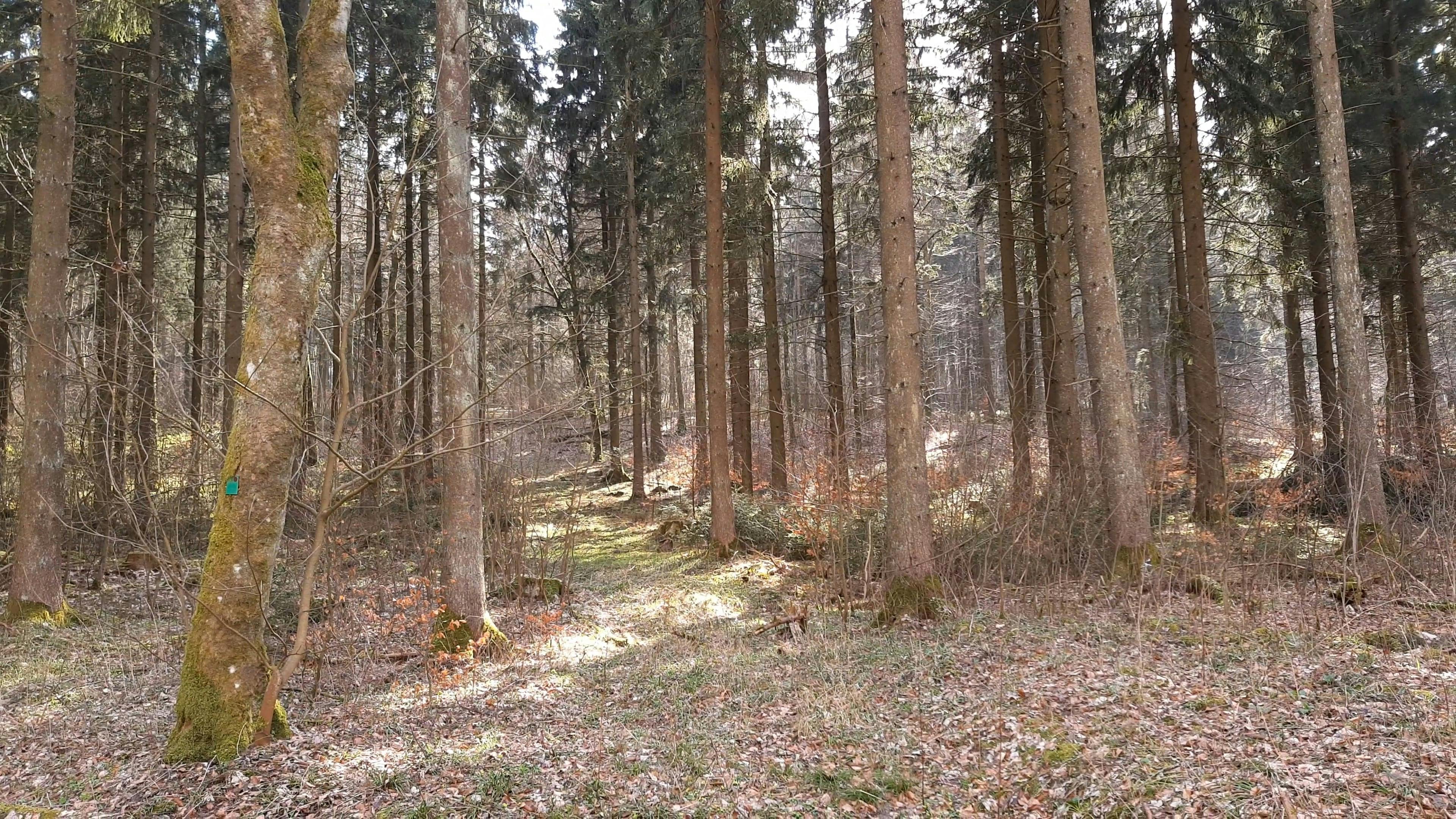 Plush Forest Videos, Download The BEST Free 4k Stock Video Footage ...