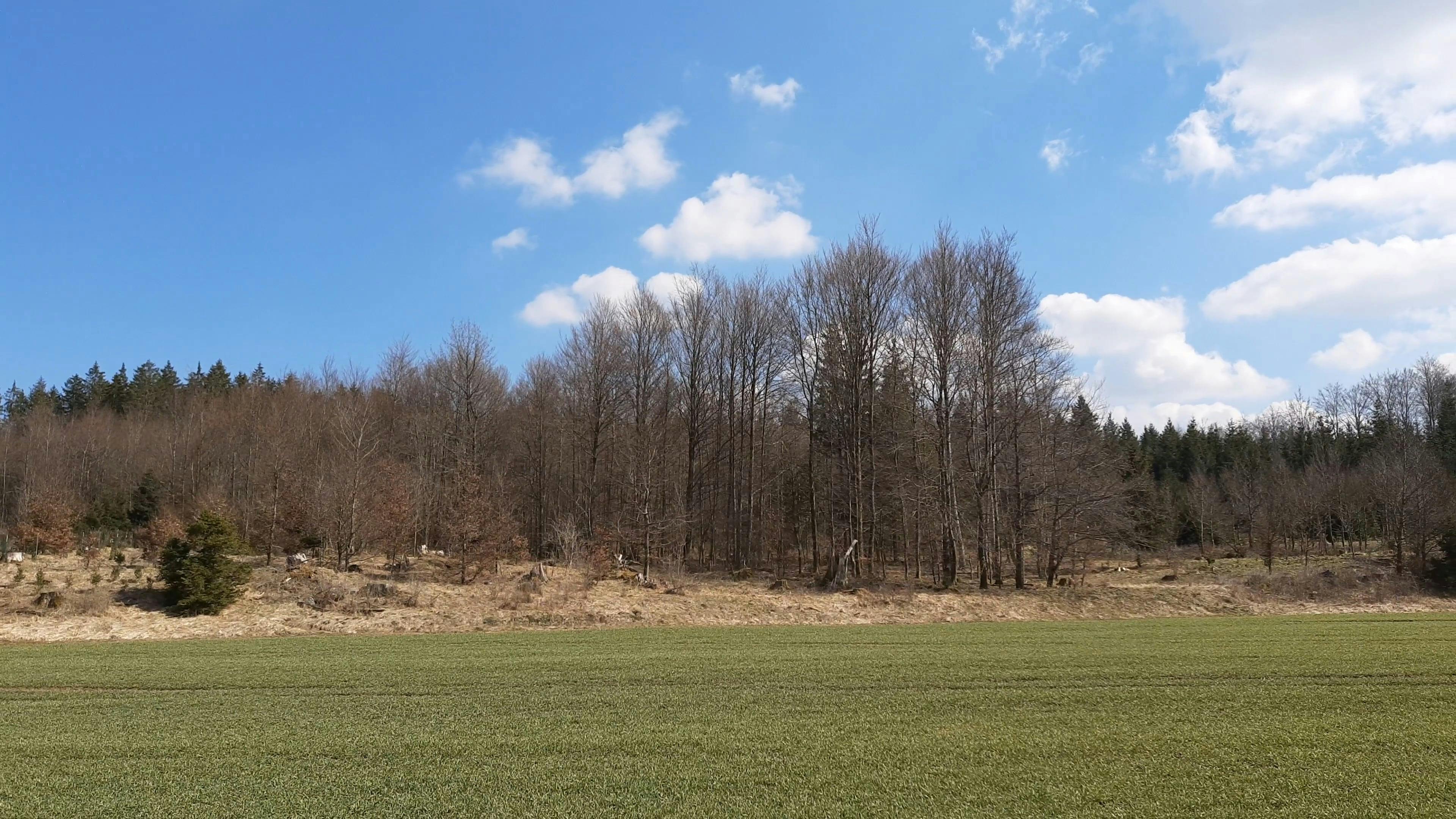 Tall Trees Standing In The Forest Free Stock Video Footage, Royalty ...