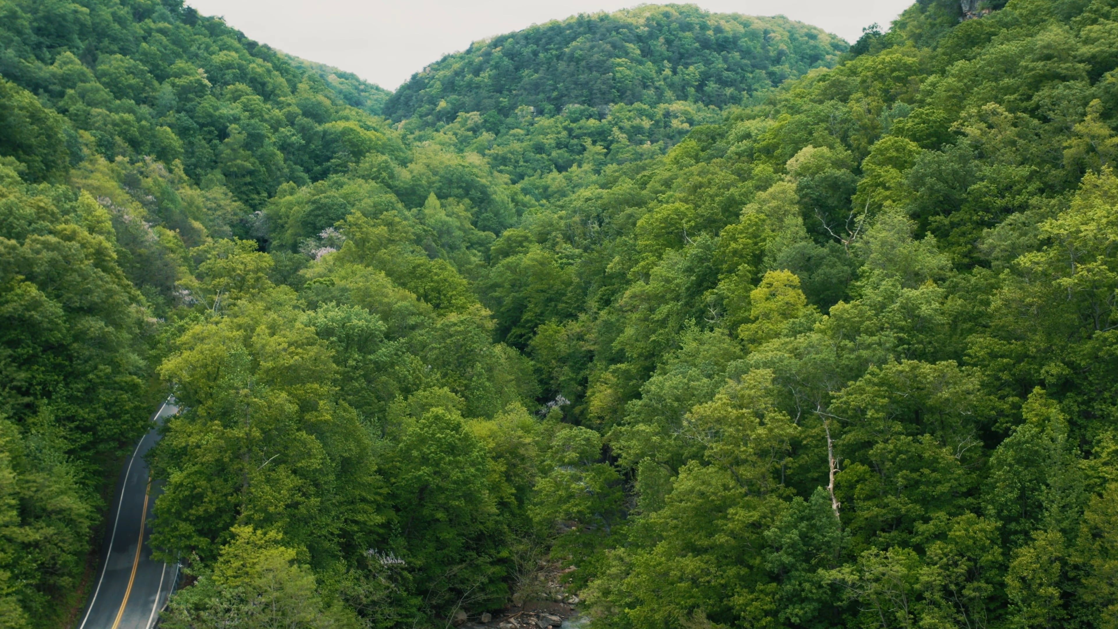 Drone Shot of the Forest · Free Stock Video