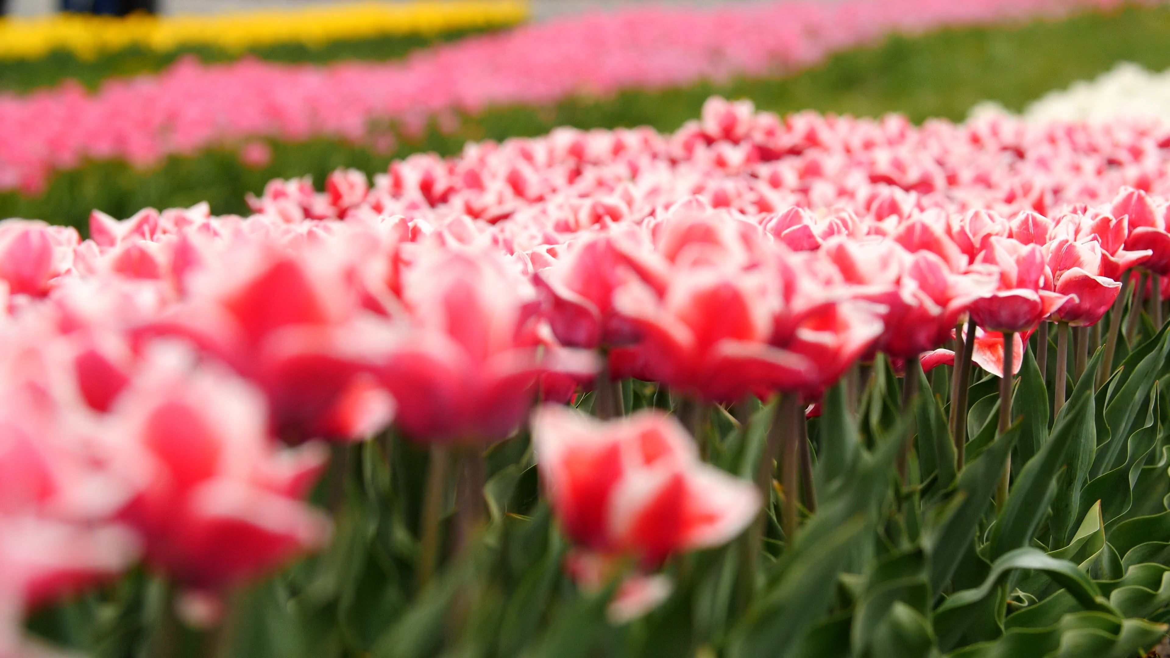 Tulips In Full Bloom In A Garden Park Free Stock Video Footage, Royalty ...