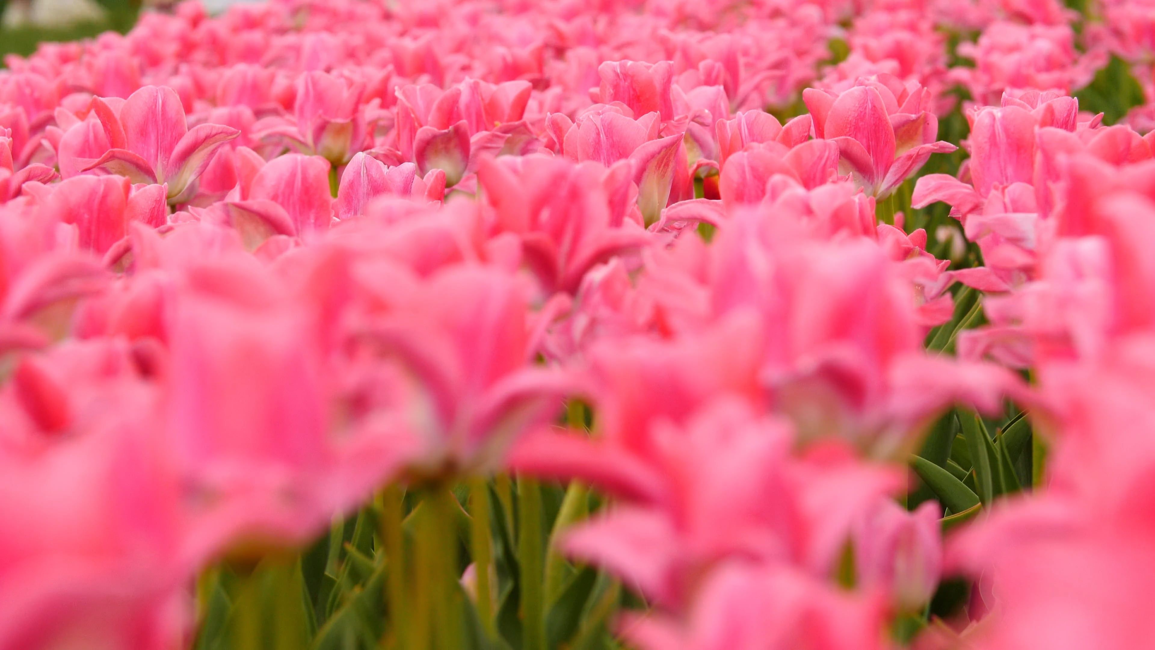 Tulip Blooming Videos, Download The BEST Free 4k Stock Video Footage ...