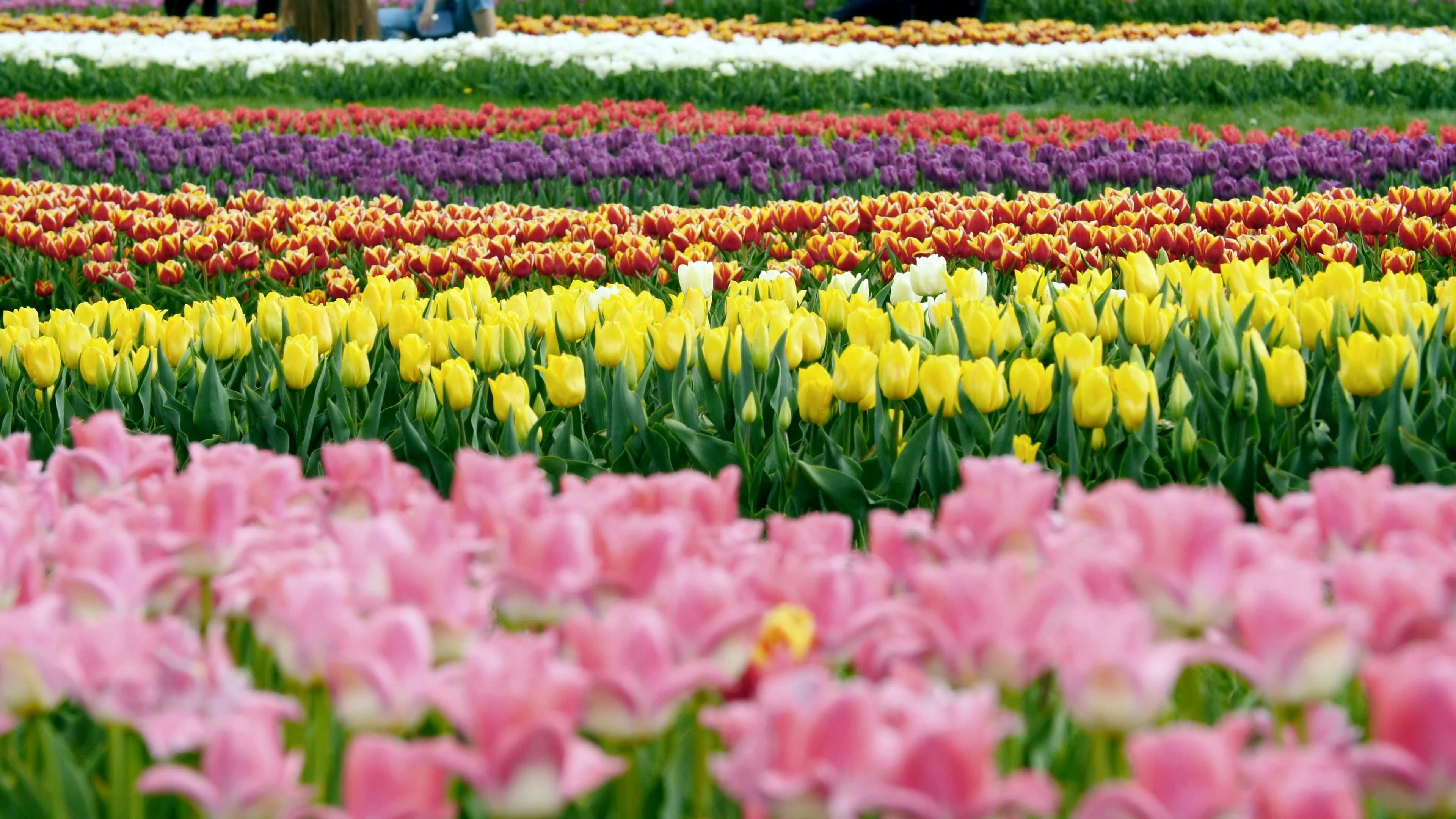A Shot of Colorful Tulip Flowers Free Stock Video Footage, Royalty-Free ...