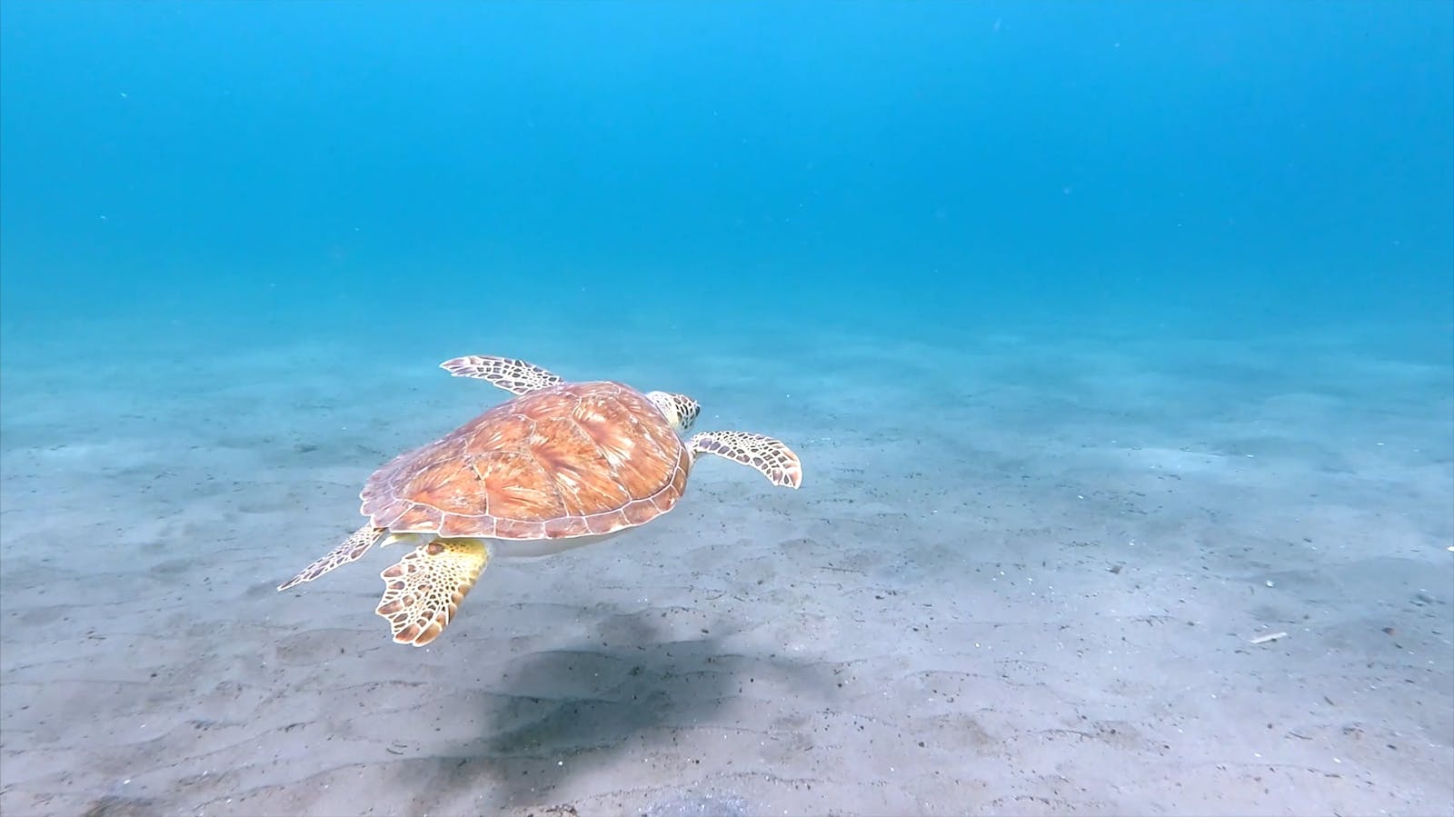 Turtle Videos, Download The BEST Free 4k Stock Video Footage & Turtle ...