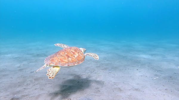 Turtle Videos, Download The BEST Free 4k Stock Video Footage & Turtle ...