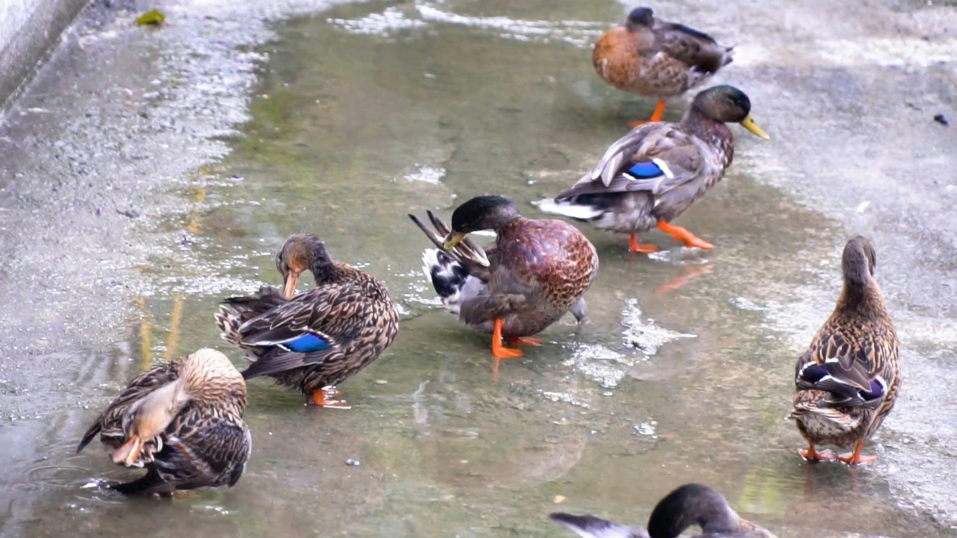 Muddy Puddle Free Stock Video Footage, Royalty-Free 4K & HD Video Clip