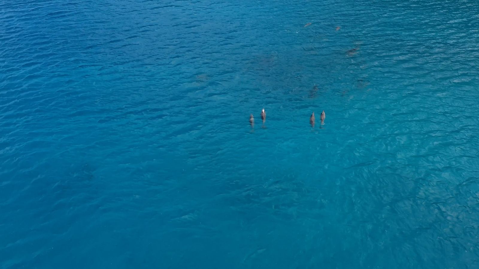 Dolphin Videos, Download The BEST Free 4k Stock Video Footage & Dolphin ...
