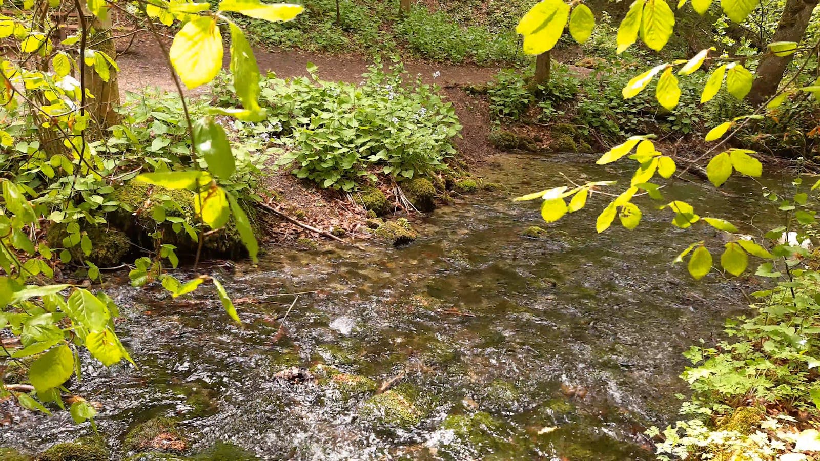 有关下雨 垂直视频 多風 天性 寧靜 平静 搖曳 放鬆 林地 森林 樹木 玻璃窗 荒野 門廊 雨的免费素材视频