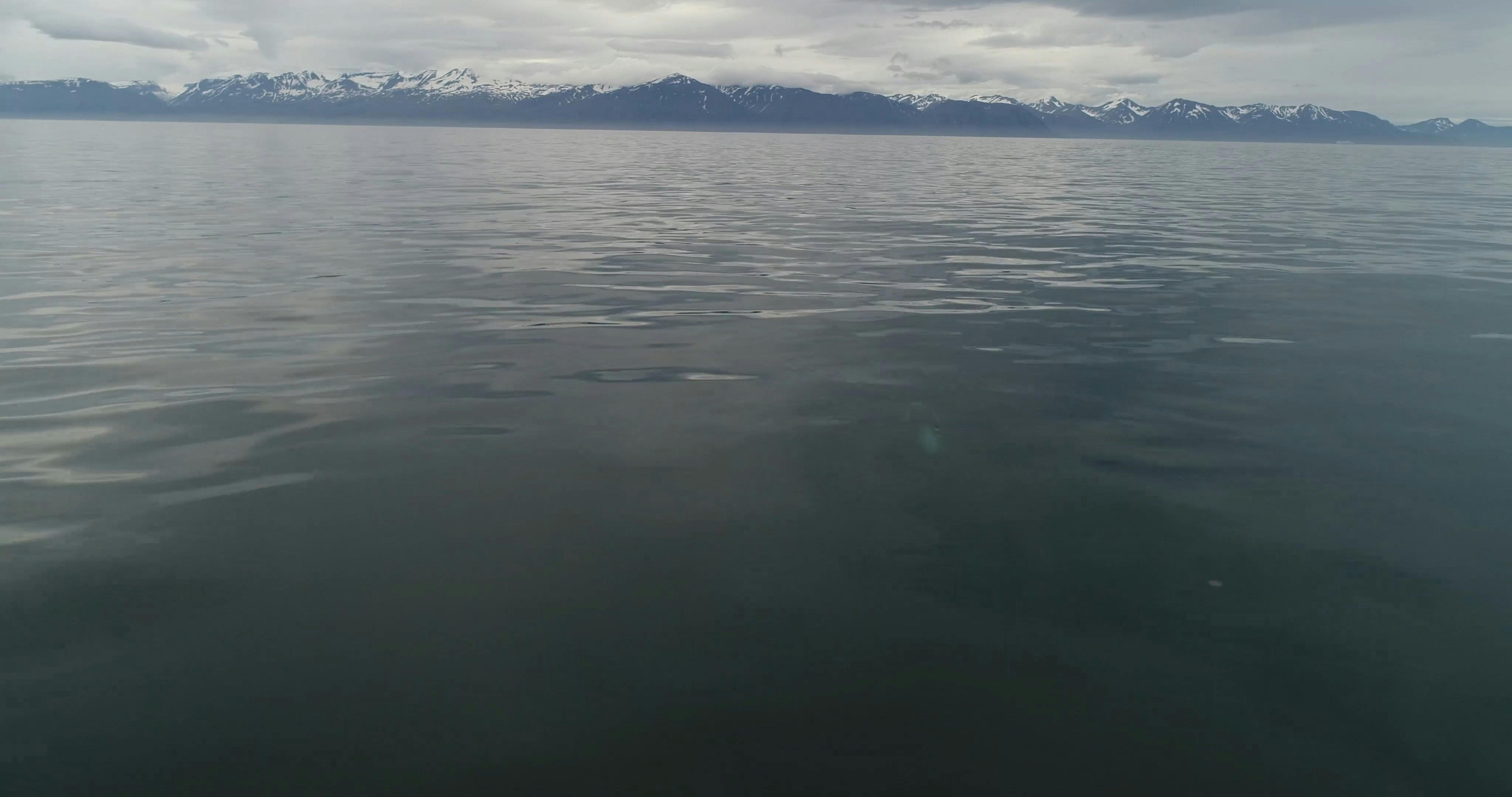 Drone Shot of Dolphins on the Ocean · Free Stock Video