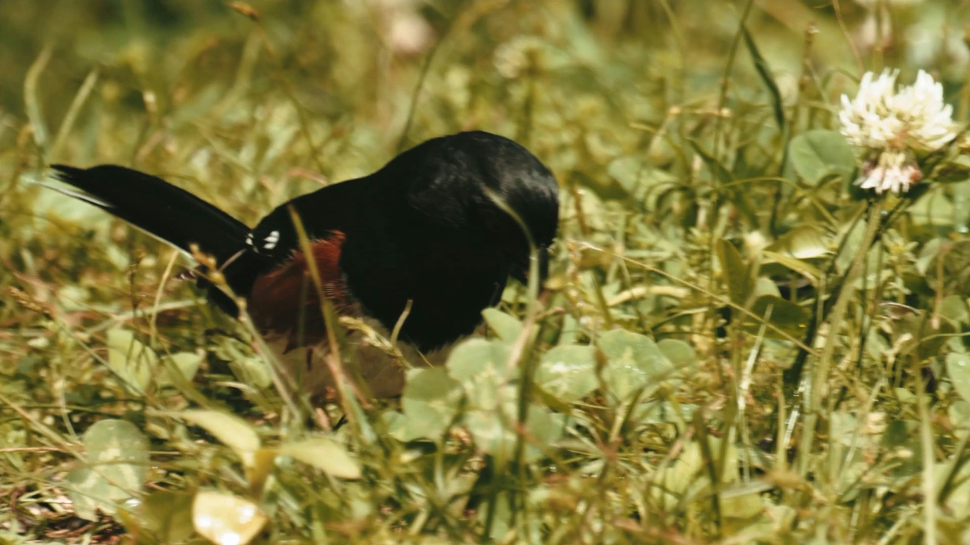 A Close Up Shot of Hopping Birds · Free Stock Video