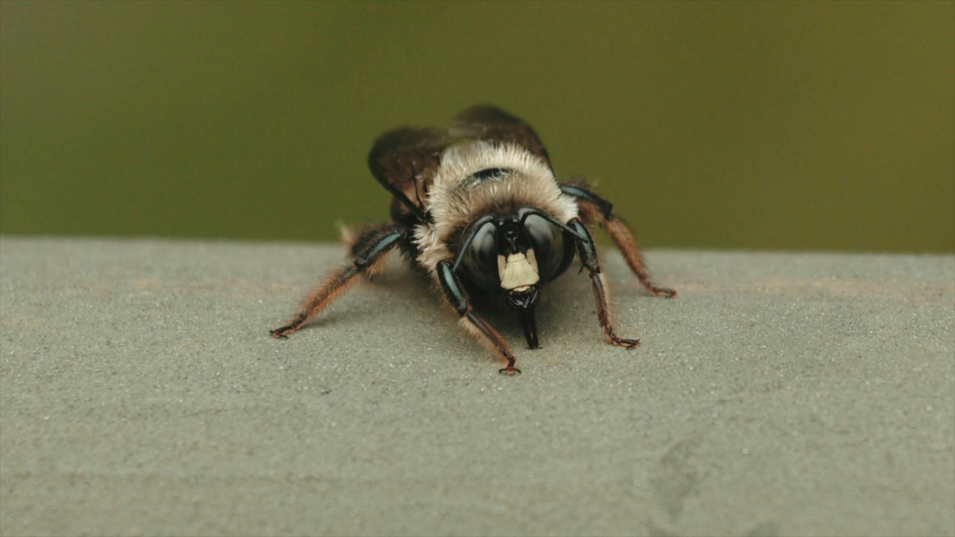 Extreme Close-up Footage Of A Carpenter Bee Free Stock Video Footage ...