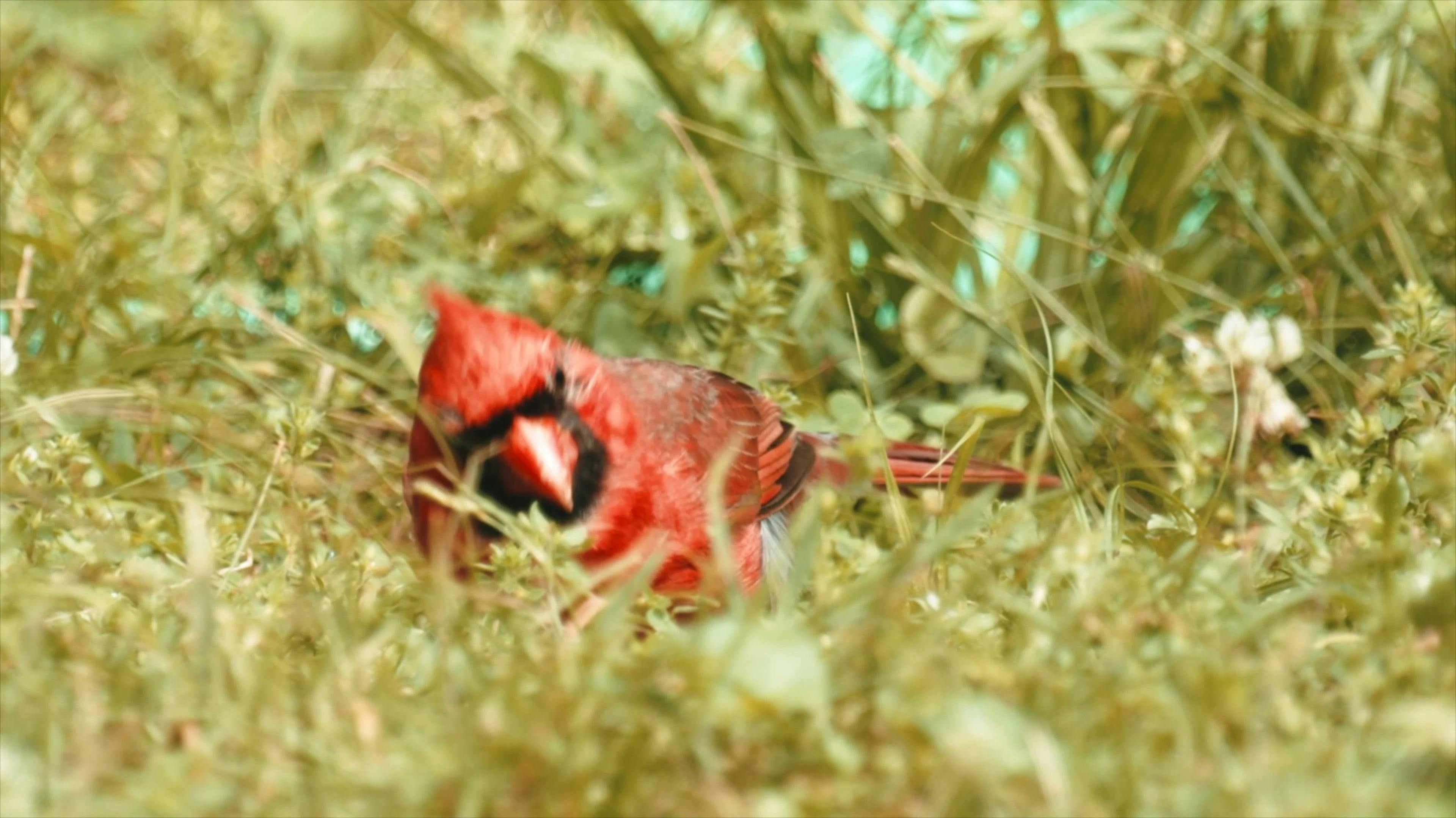 A Bird Pecking on the Ground Free Stock Video Footage, Royalty-Free 4K ...