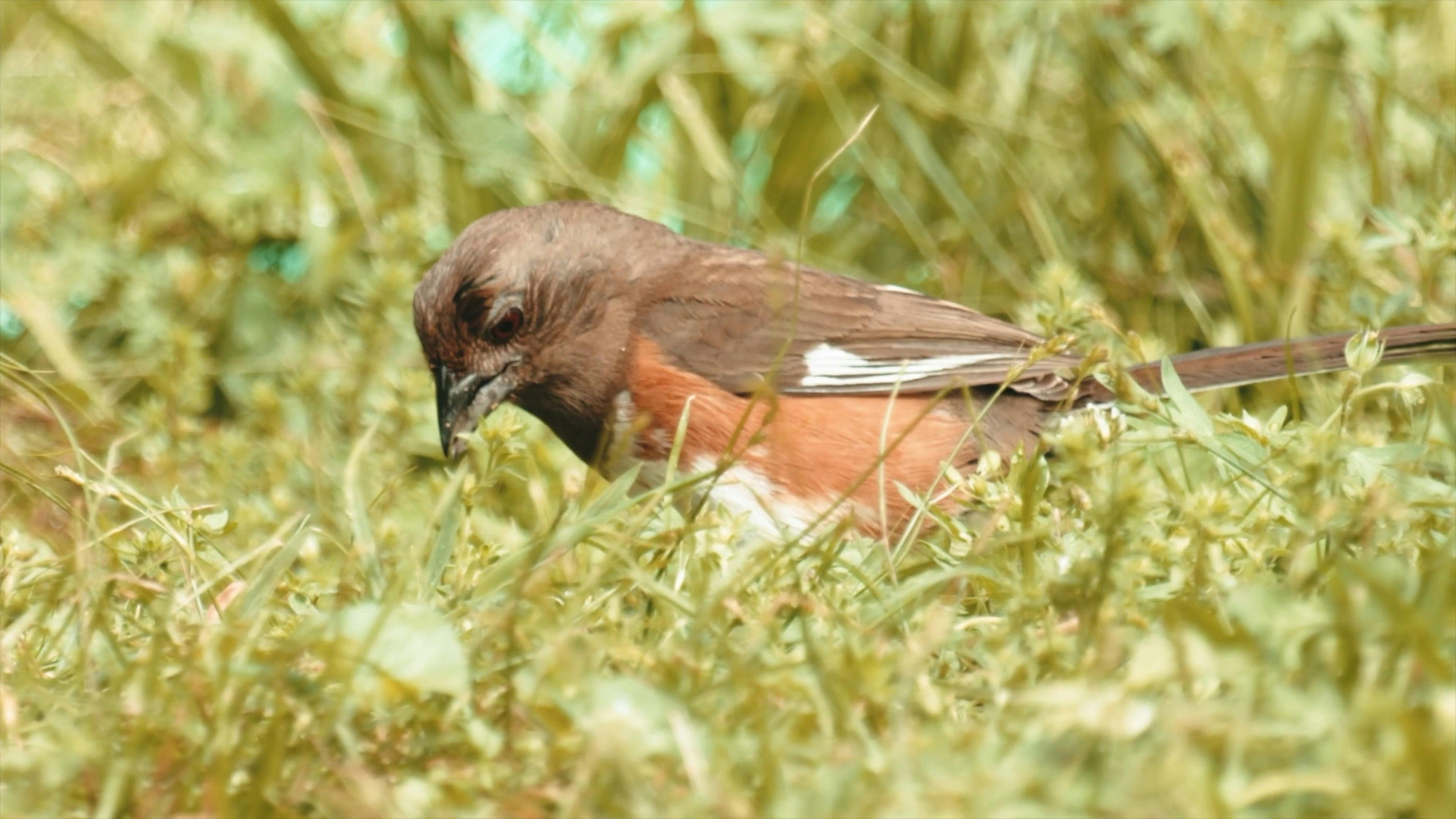 A Bird Pecking on the Ground Free Stock Video Footage, Royalty-Free 4K ...