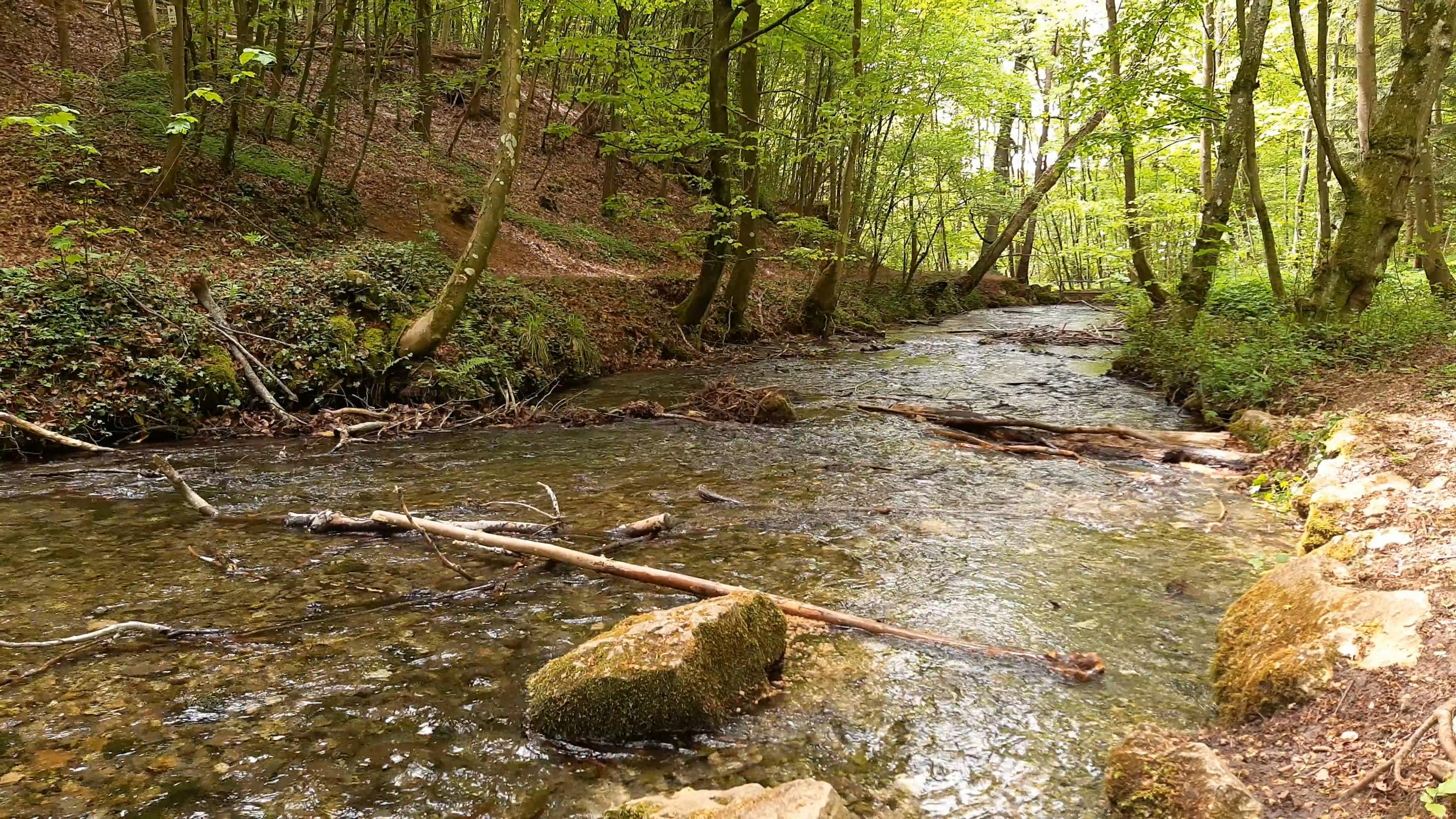 A Flowing River in the Forest · Free Stock Video