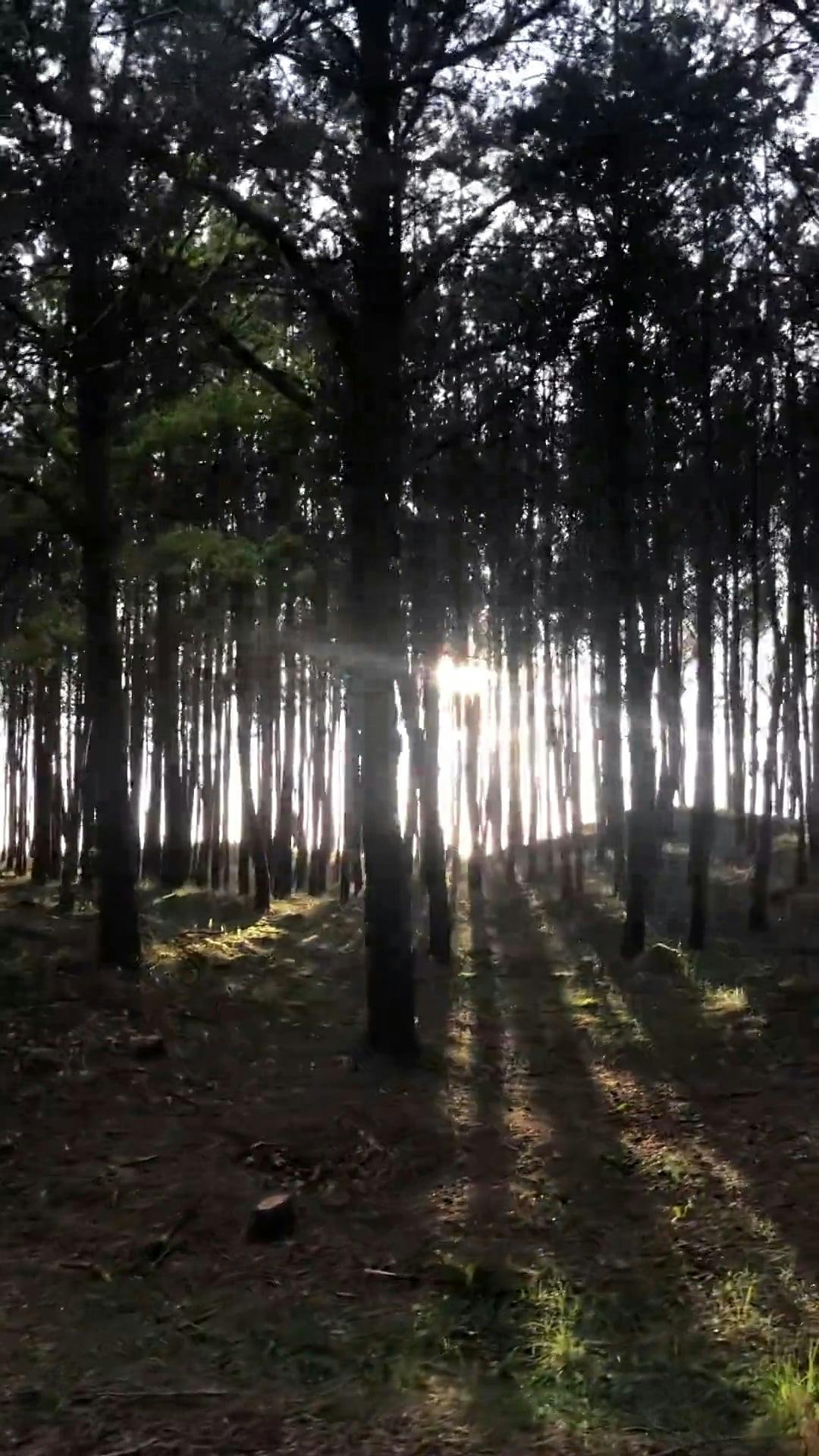 Magic Soil Videos, Download The BEST Free 4k Stock Video Footage ...