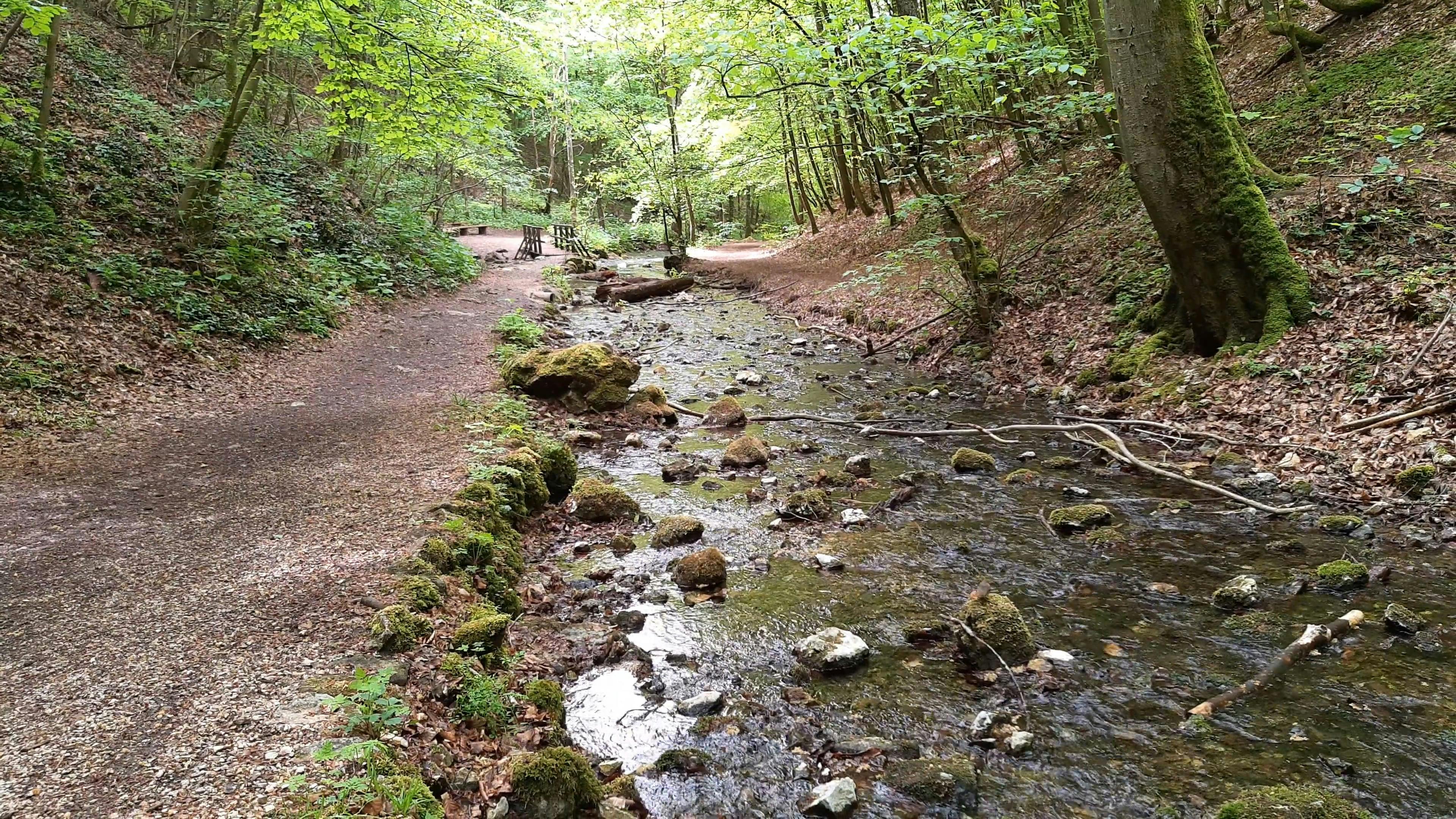 A Girl Walking on a Rocky And Watery Path in the Forest · Free Stock Video