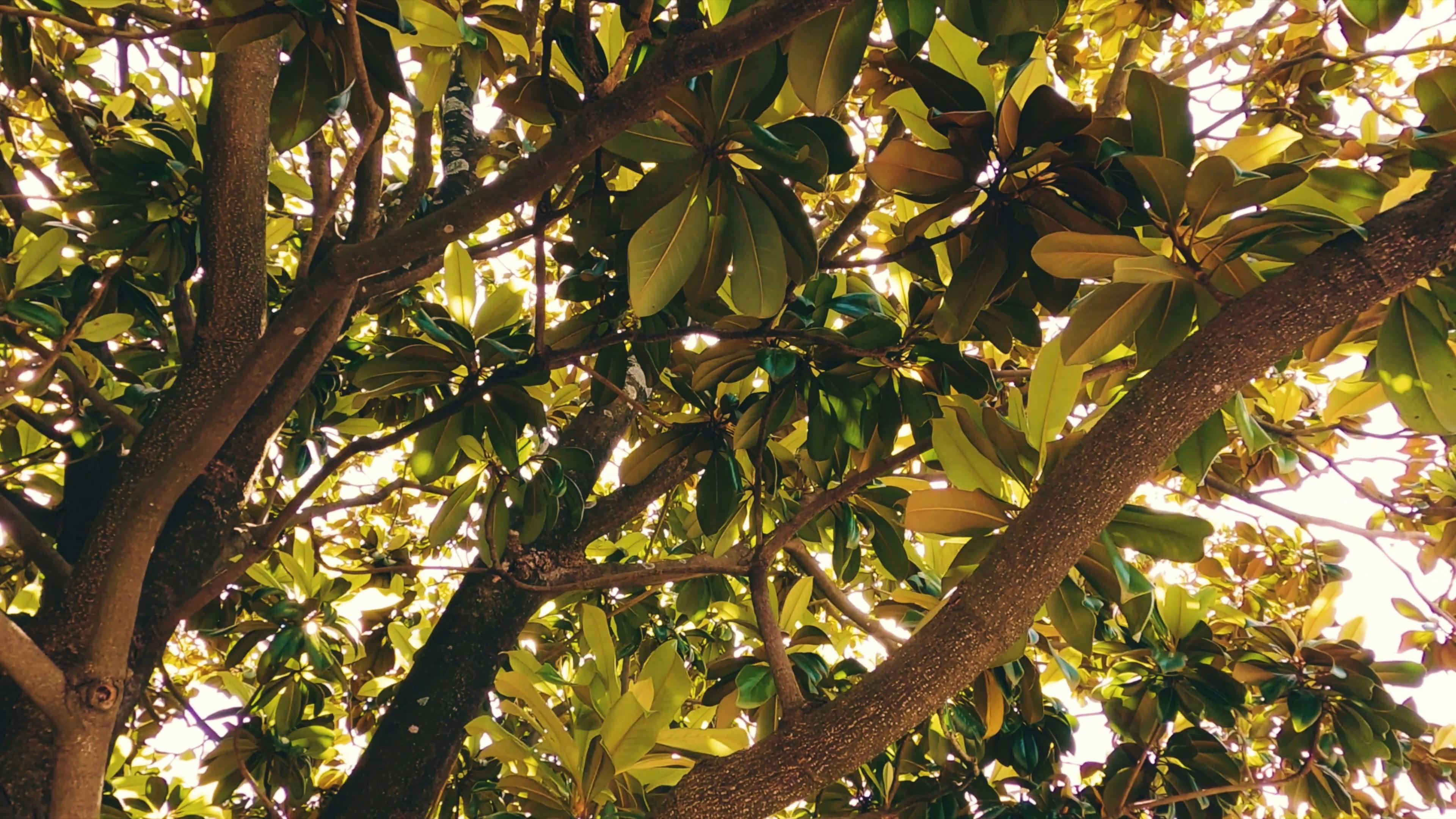 Video of Leaves in a Tree Free Stock Video Footage, Royalty-Free 4K ...