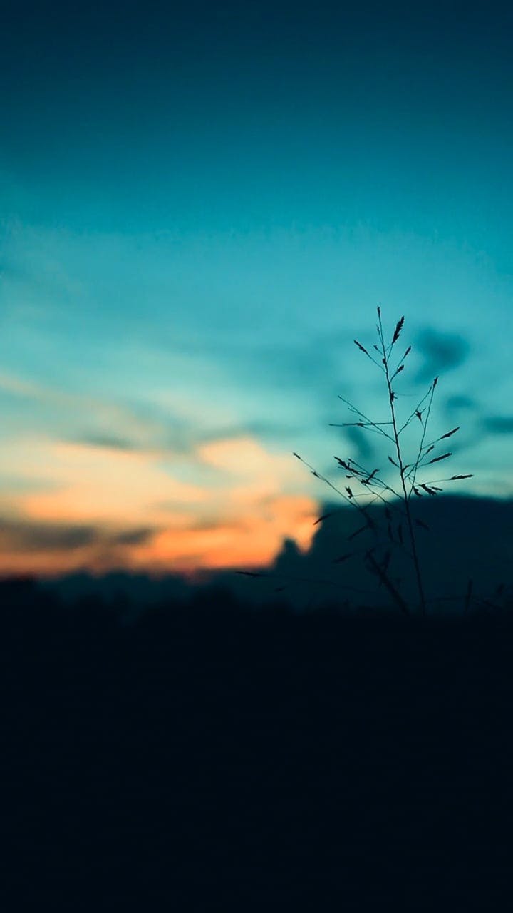 Silhouette Backgrounds Videos, Download The BEST Free 4k Stock Video ...