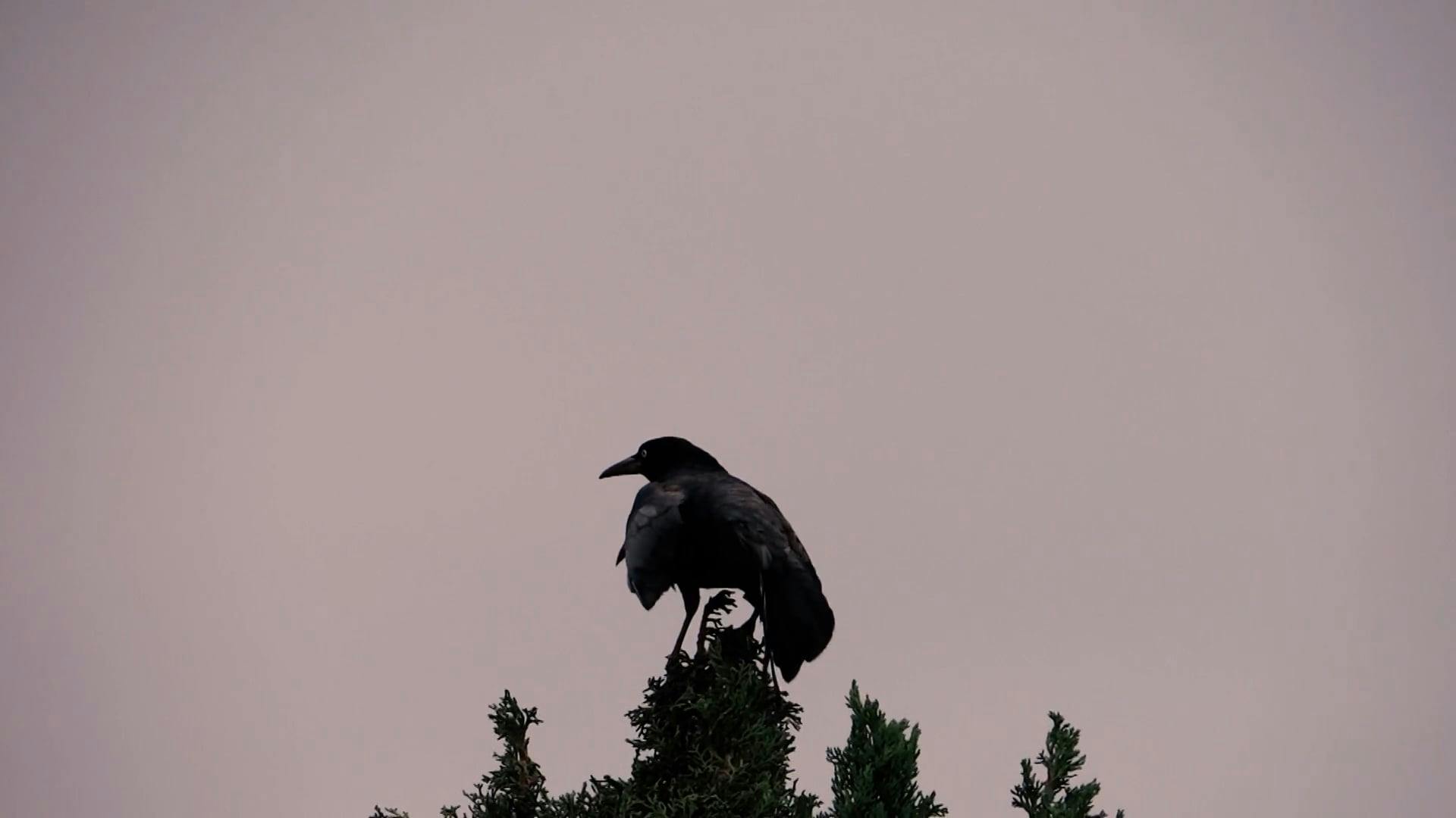 Crow Flying From A Trunk Tree Free Stock Video Footage, Royalty-Free 4K ...