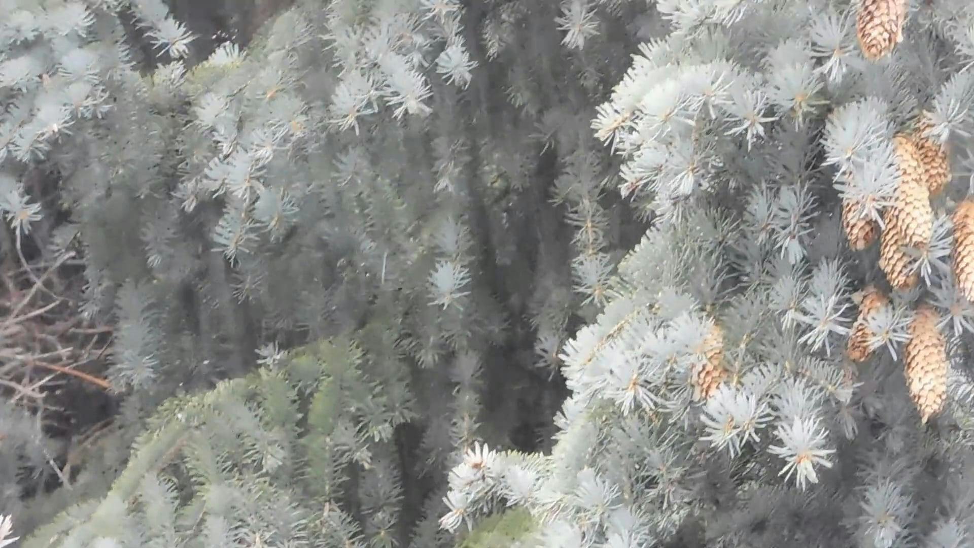 Visible Rain At Night Because Of The Street Lamps Light · Free Stock Video