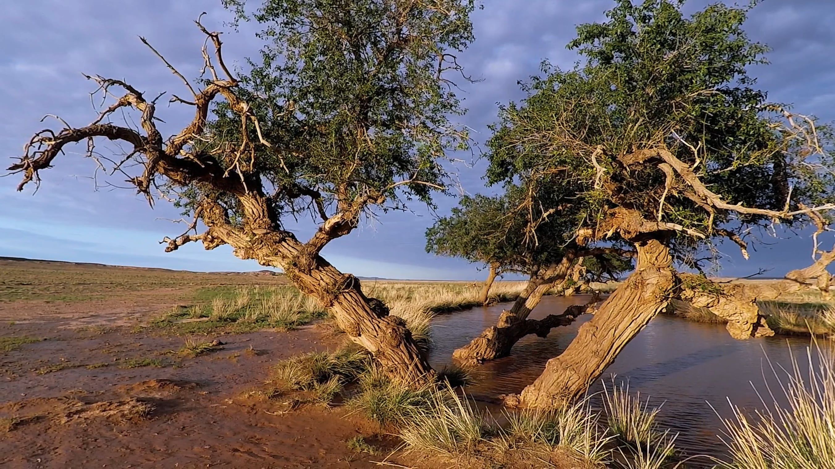 Desert Landscape In Mongolia And Grown Trees On The Riverbank · Free ...