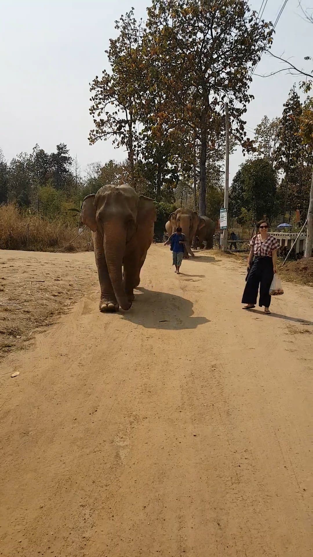 Elephants Walking on the Street Free Stock Video Footage, Royalty-Free ...