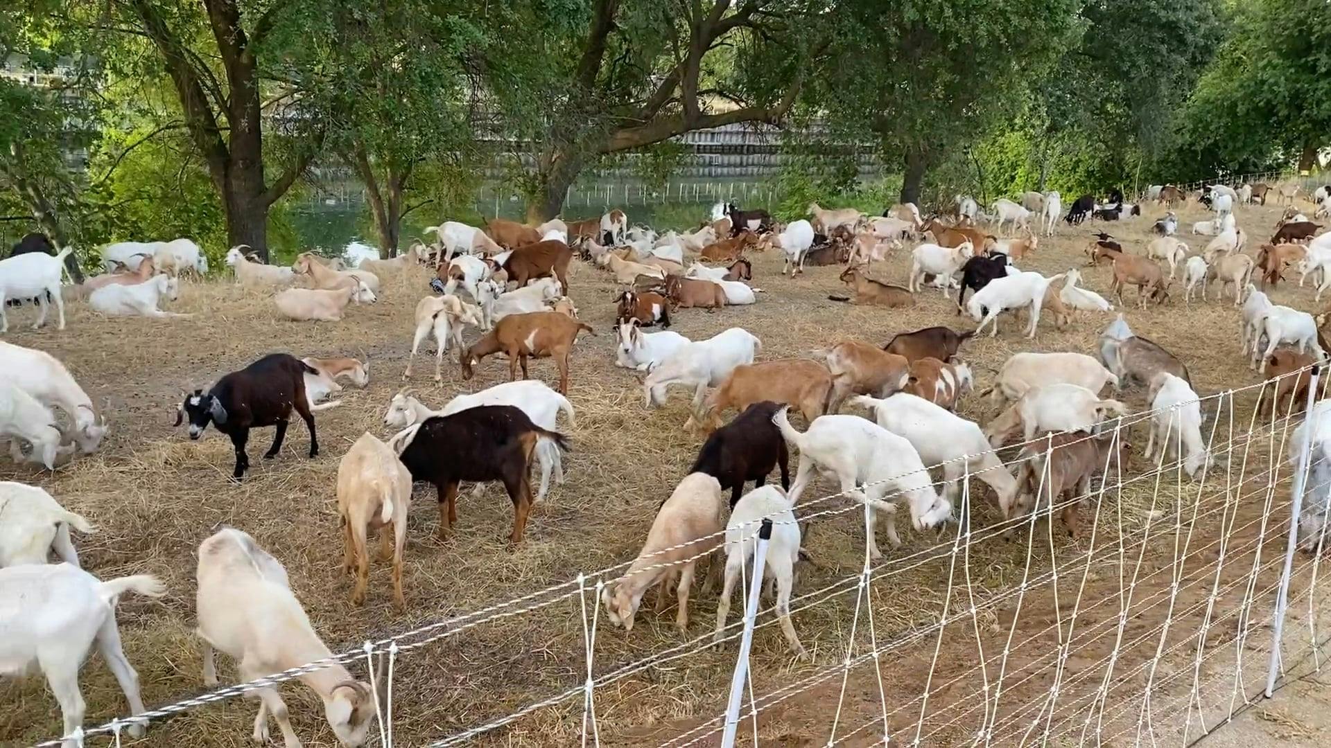 Vídeo profissional gratuito de agricultura, agricultura não agrícola ...
