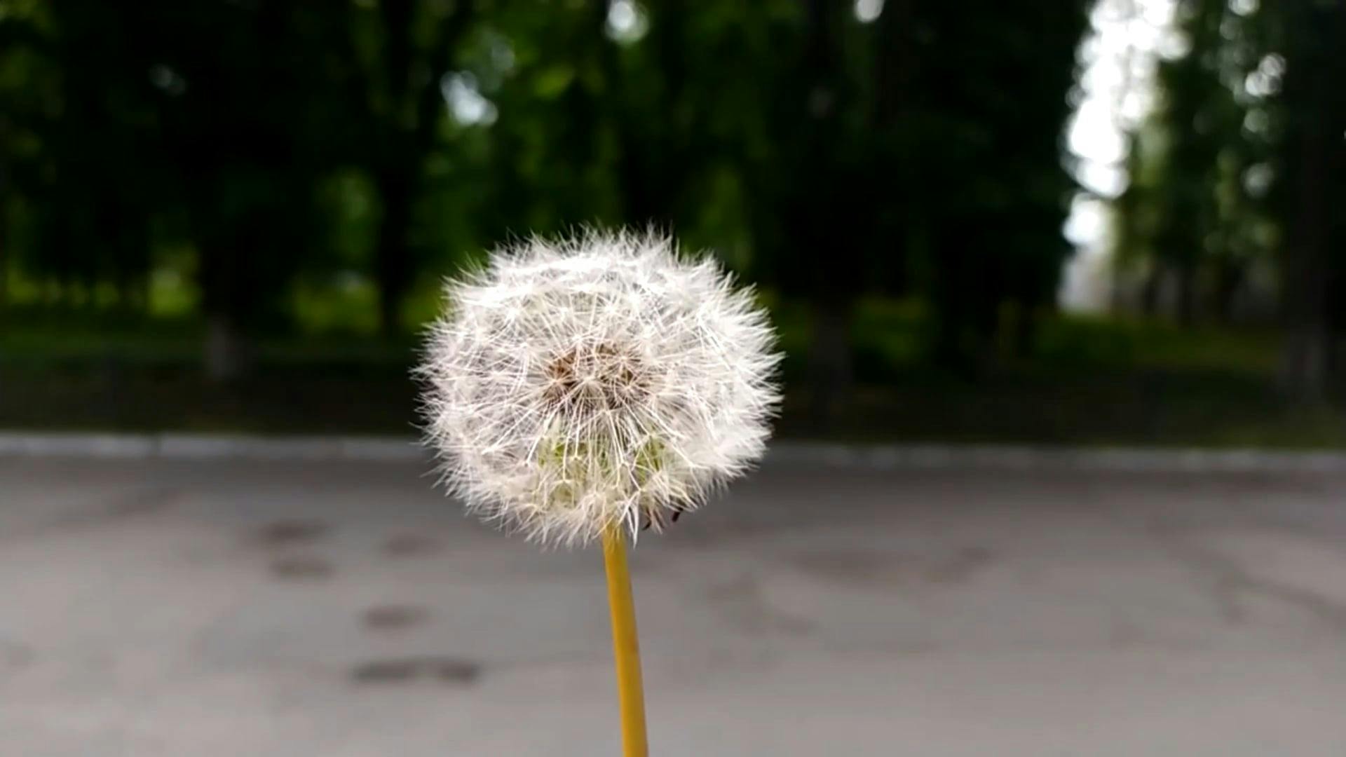 Close View Of A Dandelion Free Stock Video Footage, Royalty-Free 4K ...