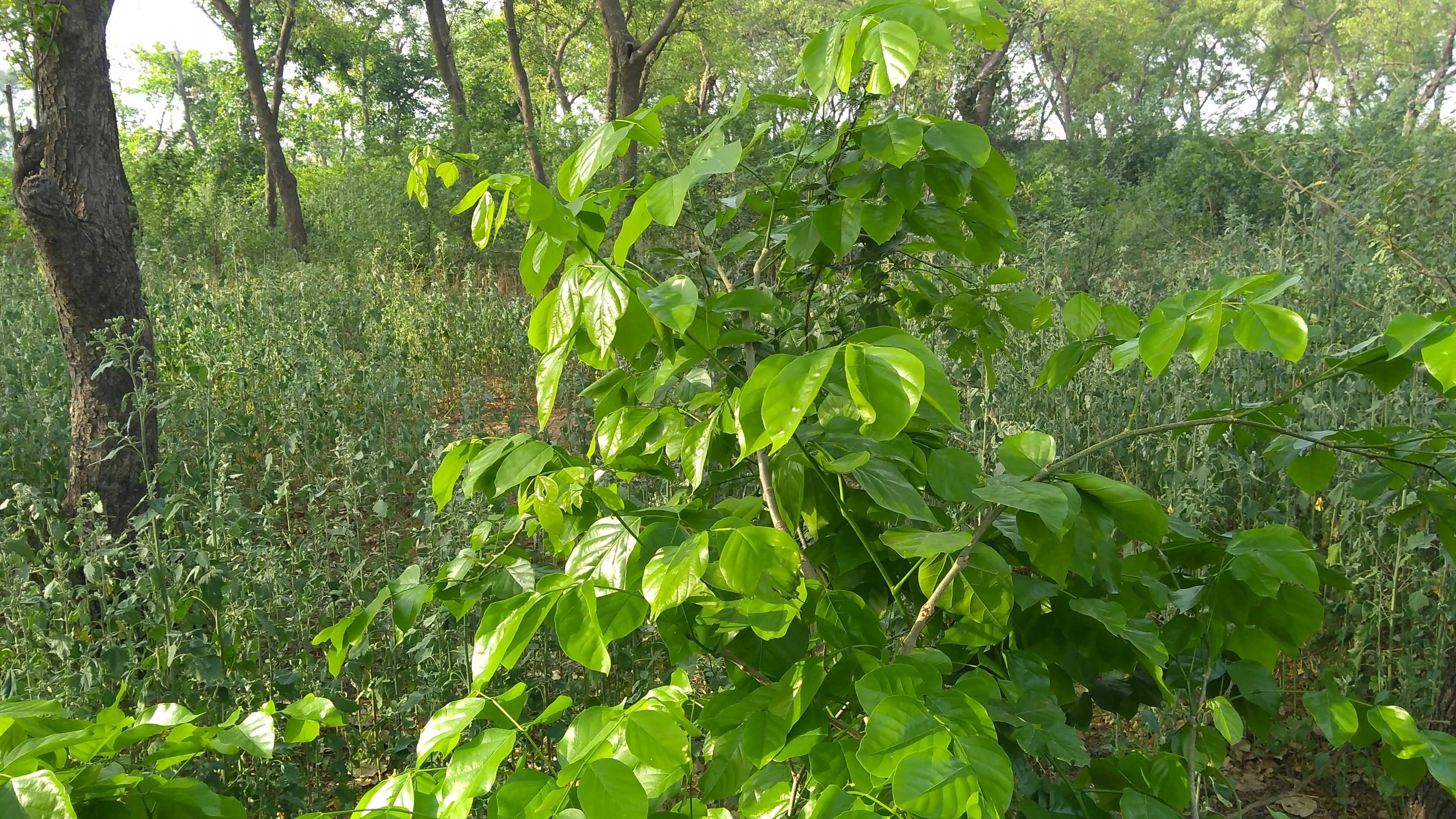 Growing Tree Videos, Download The BEST Free 4k Stock Video Footage ...