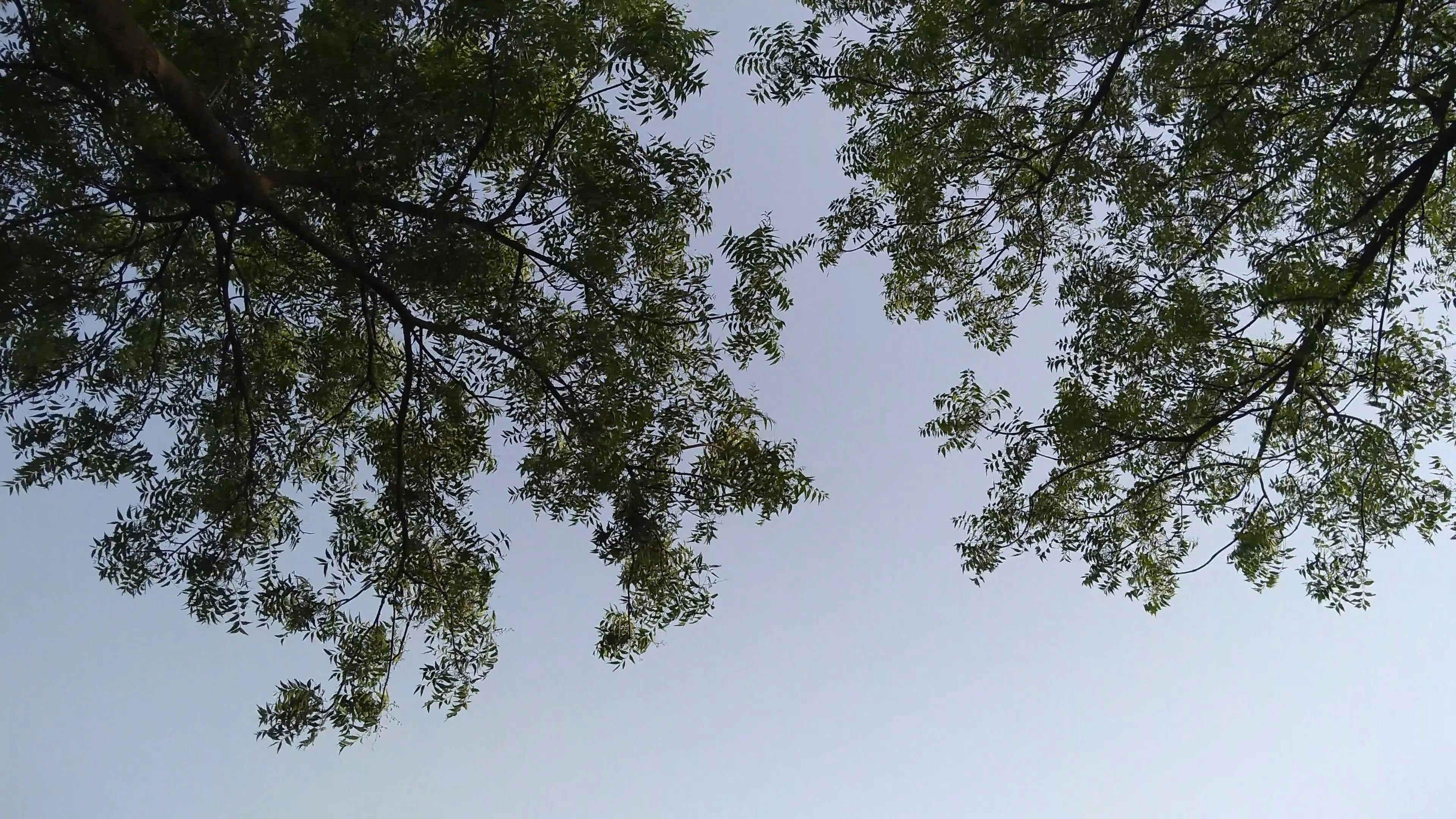 Wind Blowing Trees Wallpaper