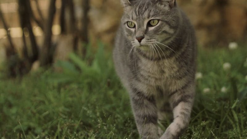 Animated Cat Videos, Download The BEST Free 4k Stock Video Footage ...