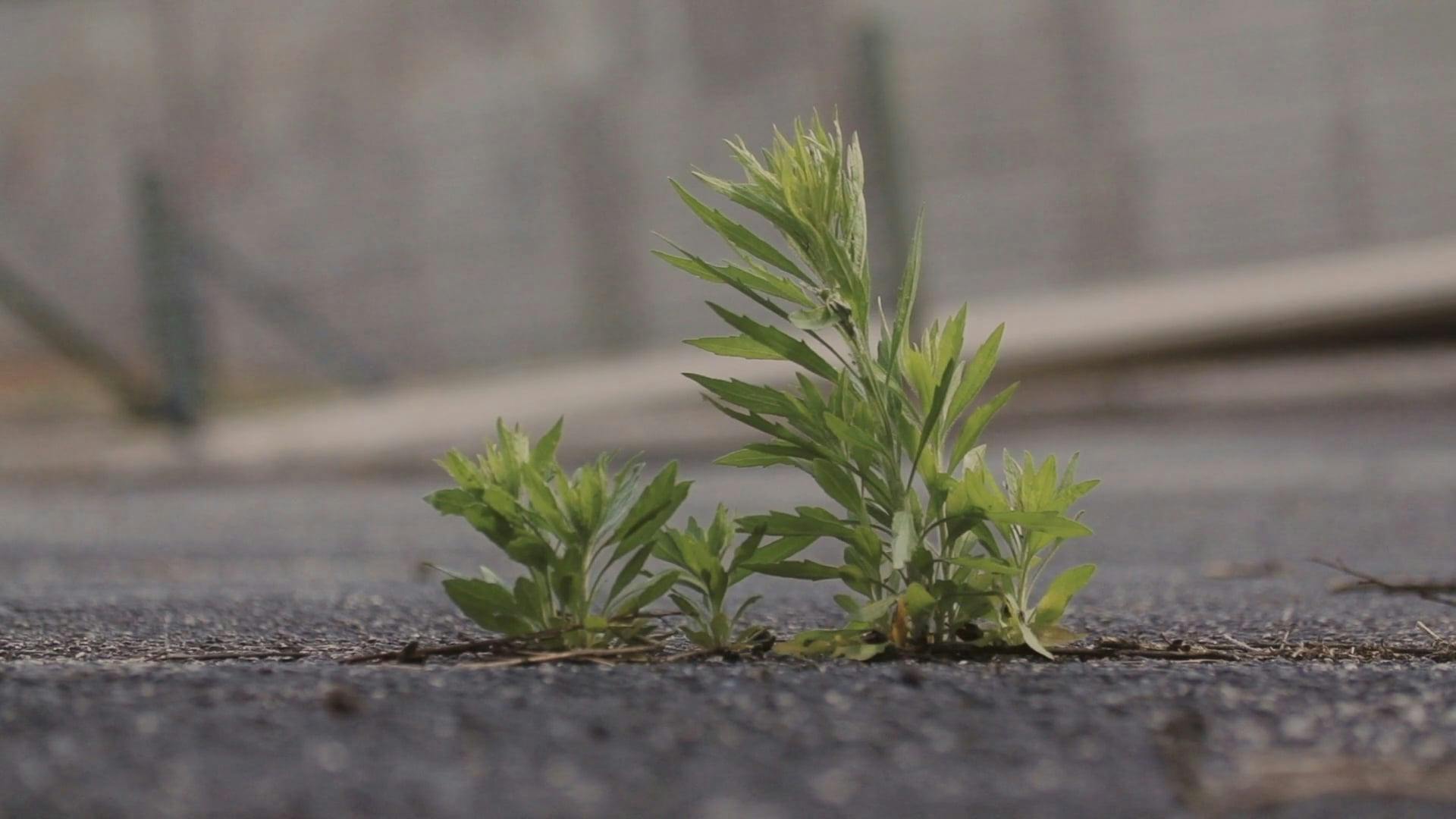 A Plant Sprung Out from the Concrete Pavement Free Stock Video Footage ...