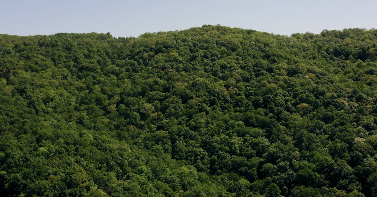 Aerial View Of Green Trees · Free Stock Video Aerial View Of Green Trees · Free Stock Video