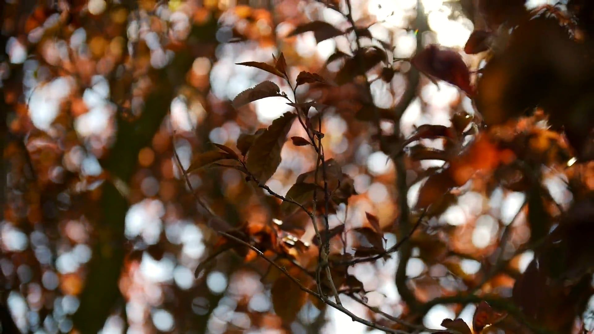 A Close-up Shot of Foliage Backlit by the Sun Free Stock Video Footage ...