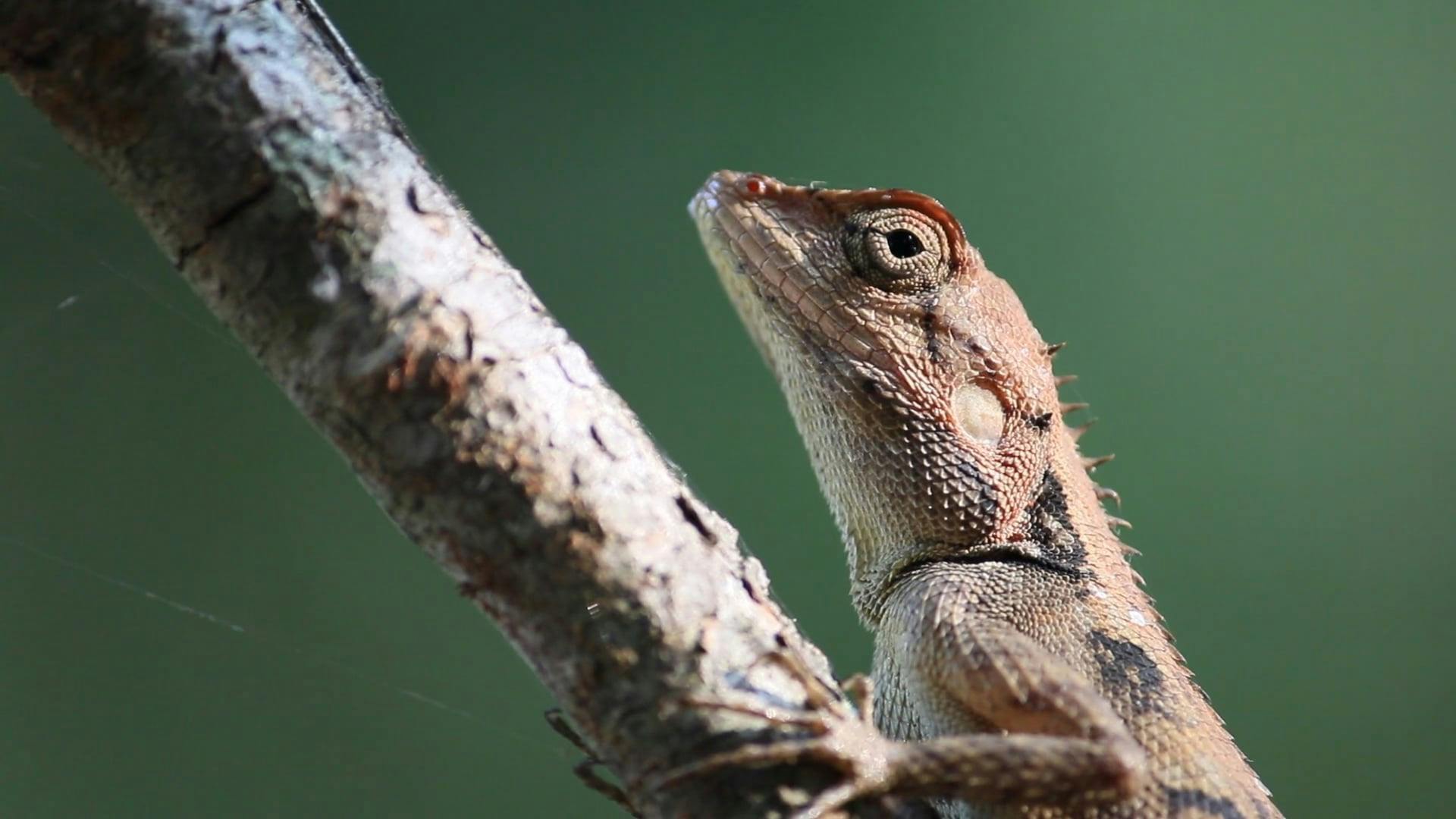 Close-Up Shot of a Lizard on a Branch Free Stock Video Footage, Royalty ...
