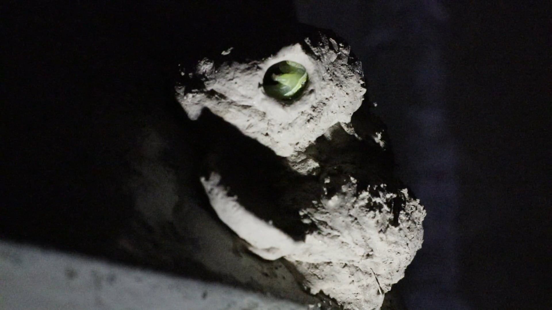 Close Up Of Flea Larva, Eggs, And Pupae Videos, Download The BEST Free ...