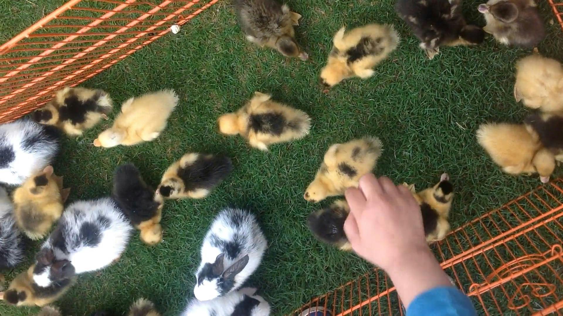 Rabbits Farm Videos, Download The BEST Free 4k Stock Video Footage ...