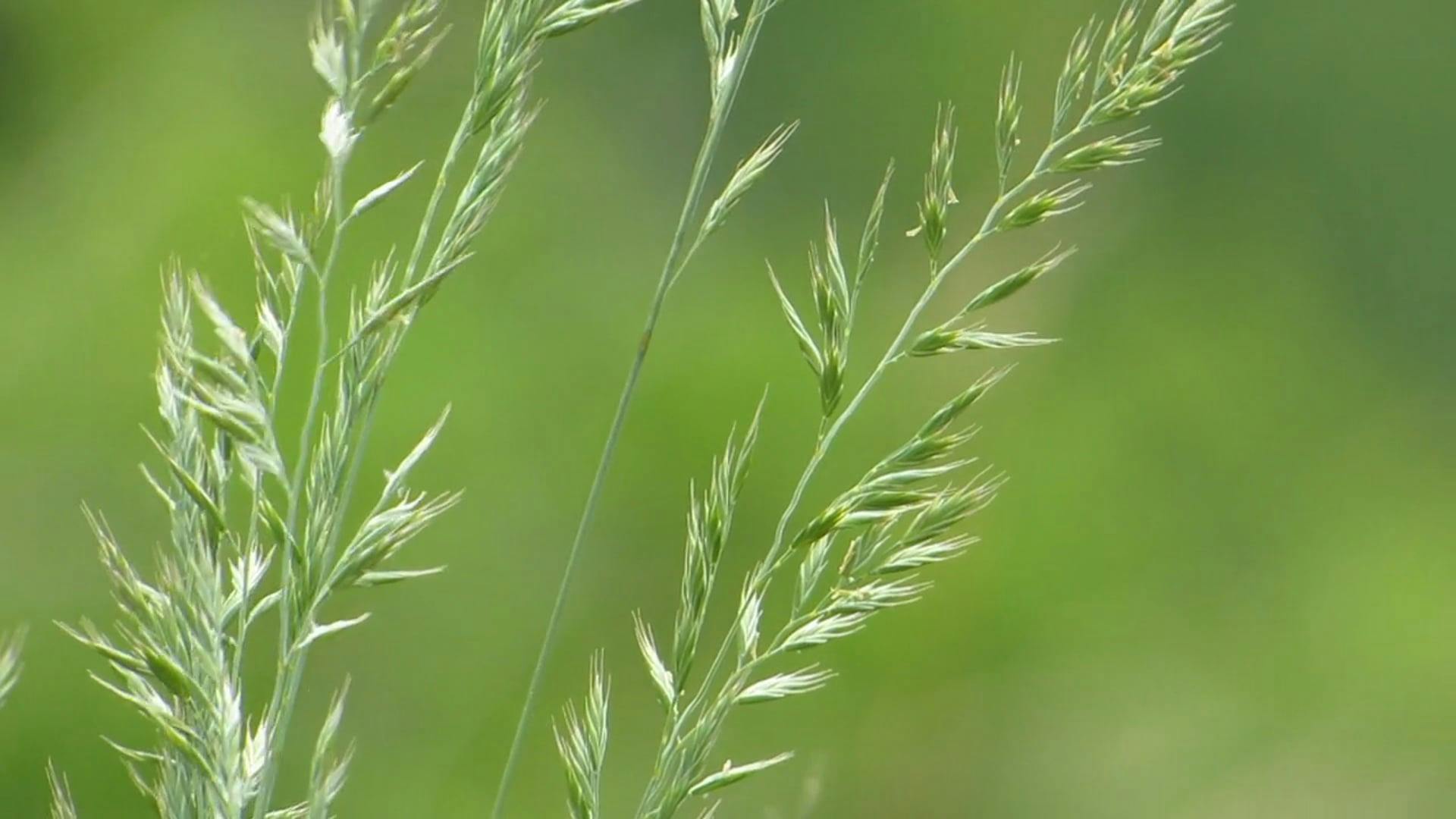 A Grass Moving with the Wind · Free Stock Video