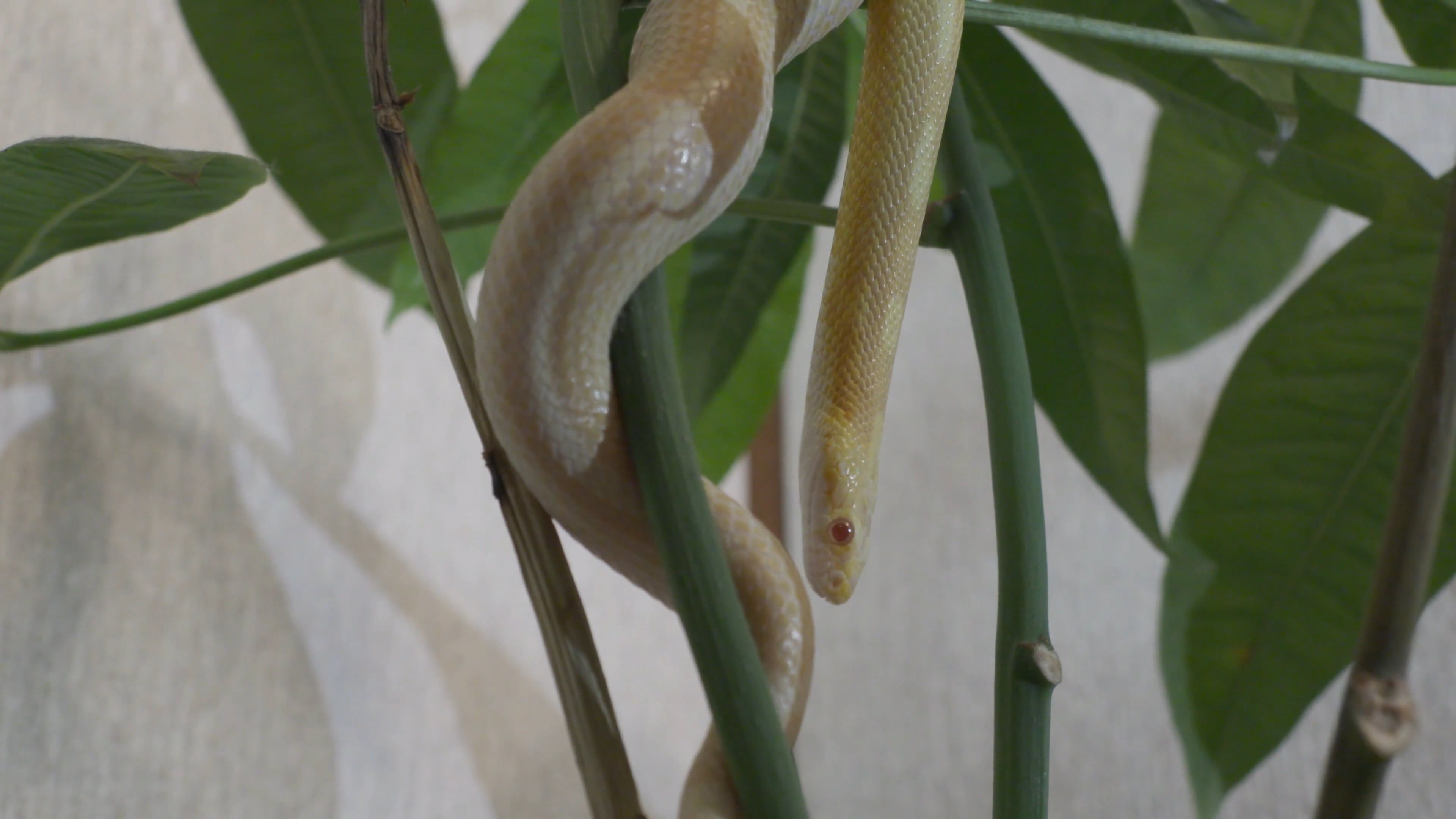 Close-Up Shot of a Snake · Free Stock Video