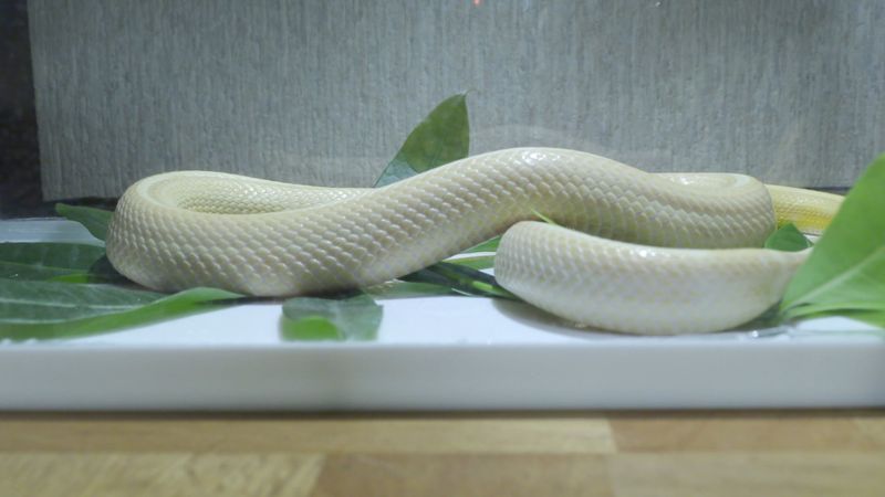5,000+ Best Snake Videos · 100% Free Download · Pexels Stock Videos