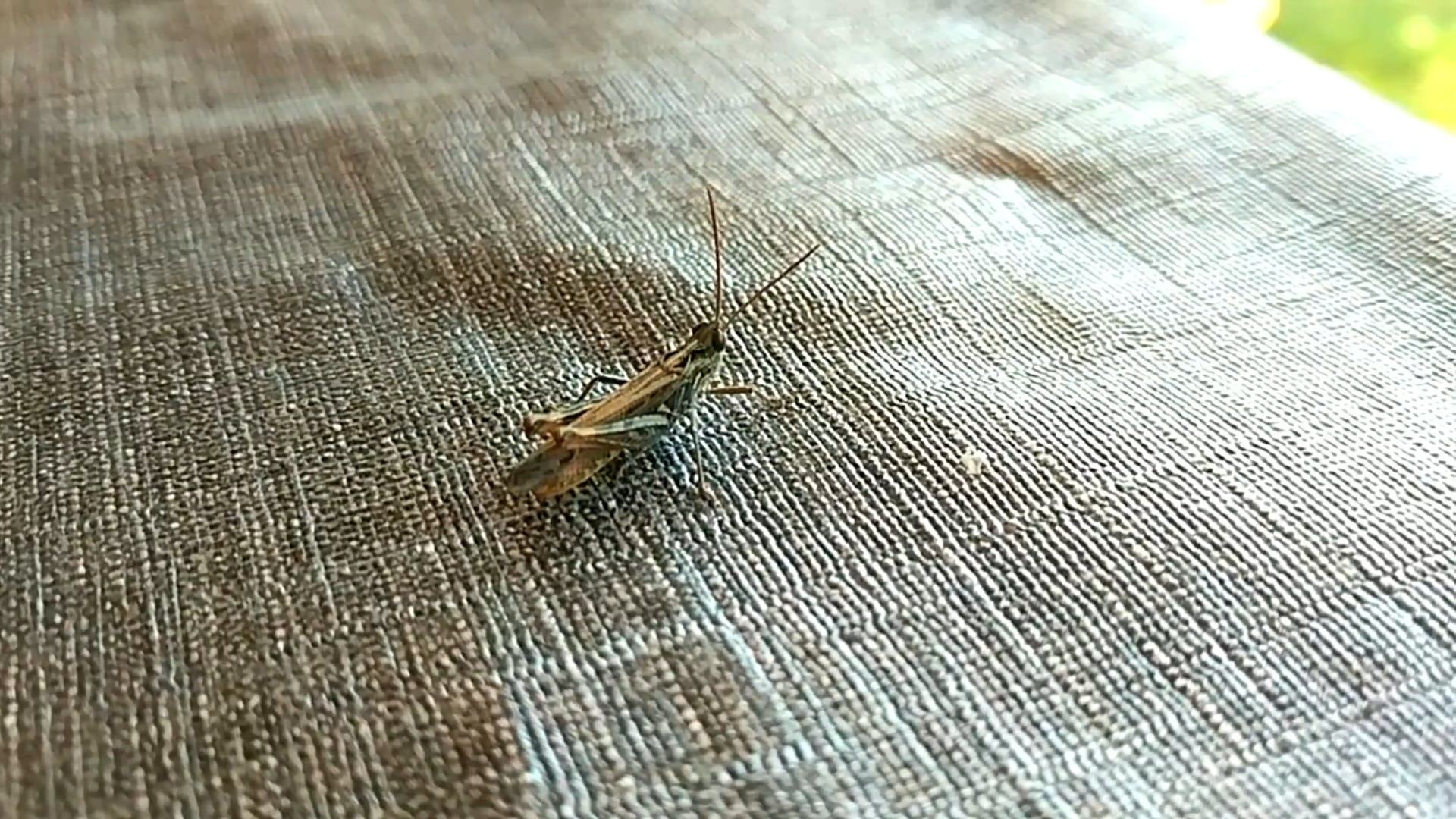 Tiny Grasshopper on Brown Surface Free Stock Video Footage, Royalty ...