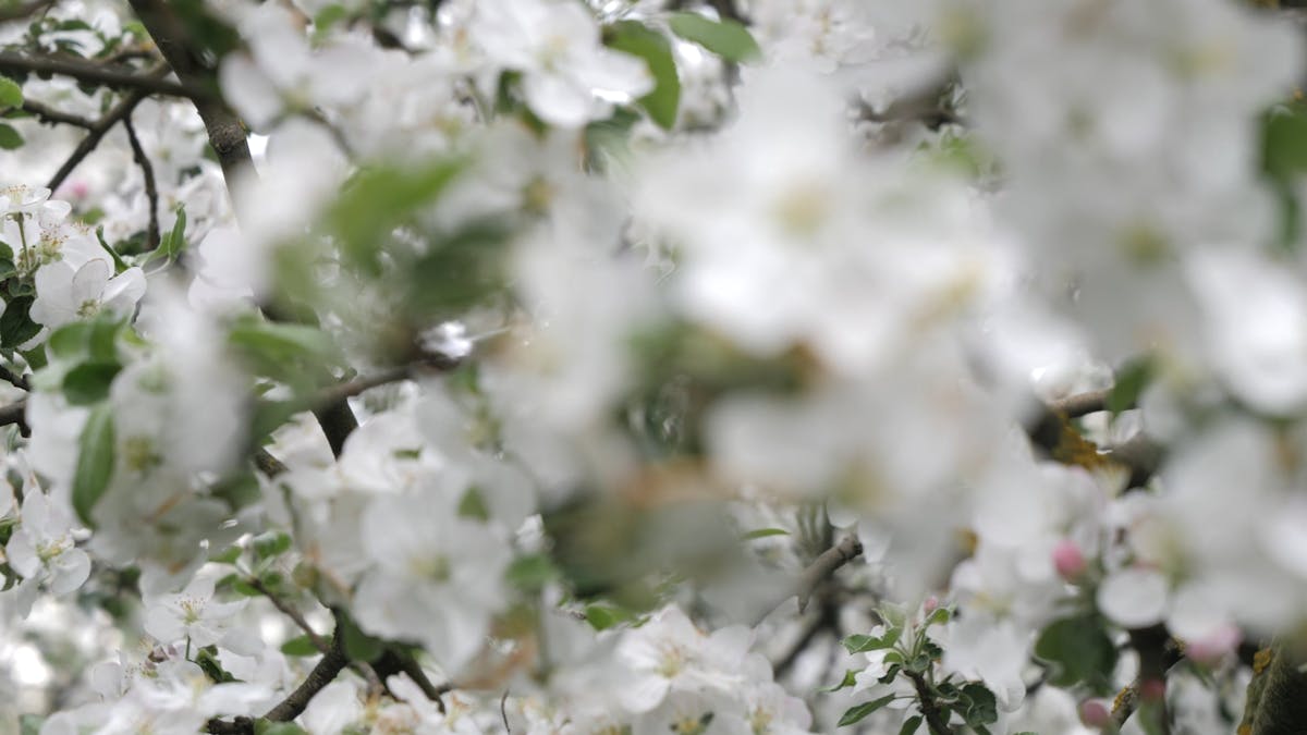 Spring Flowers Videos, Download The BEST Free 4k Stock Video Footage ...