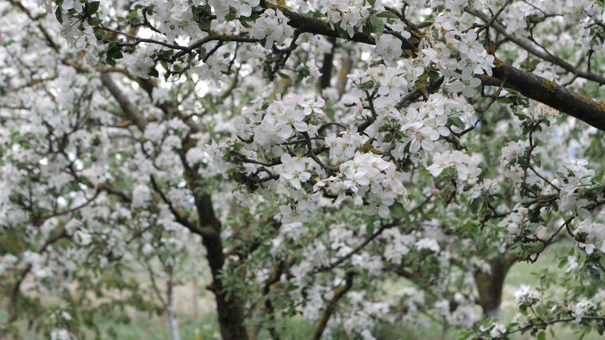 Spring Flowers Videos, Download The BEST Free 4k Stock Video Footage ...