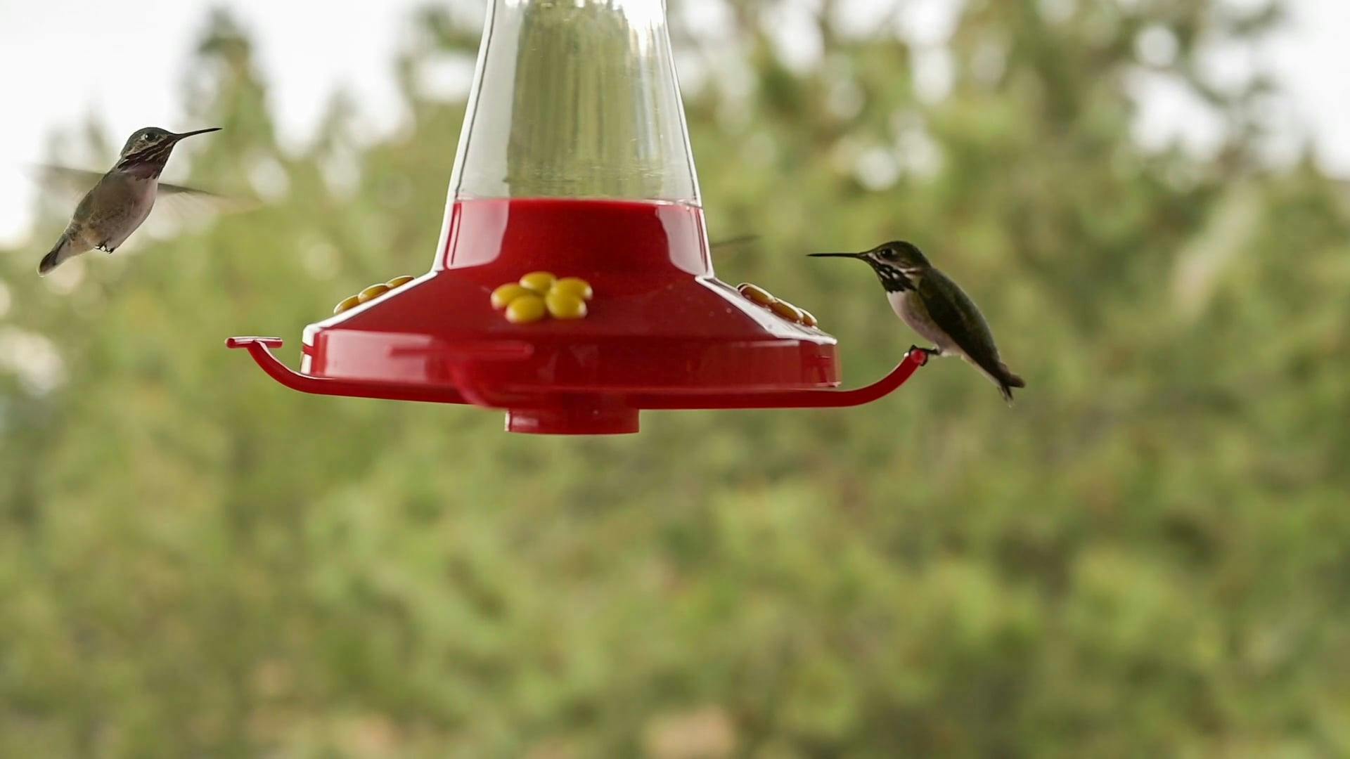 Hummingbirds Videos, Download The BEST Free 4k Stock Video Footage ...