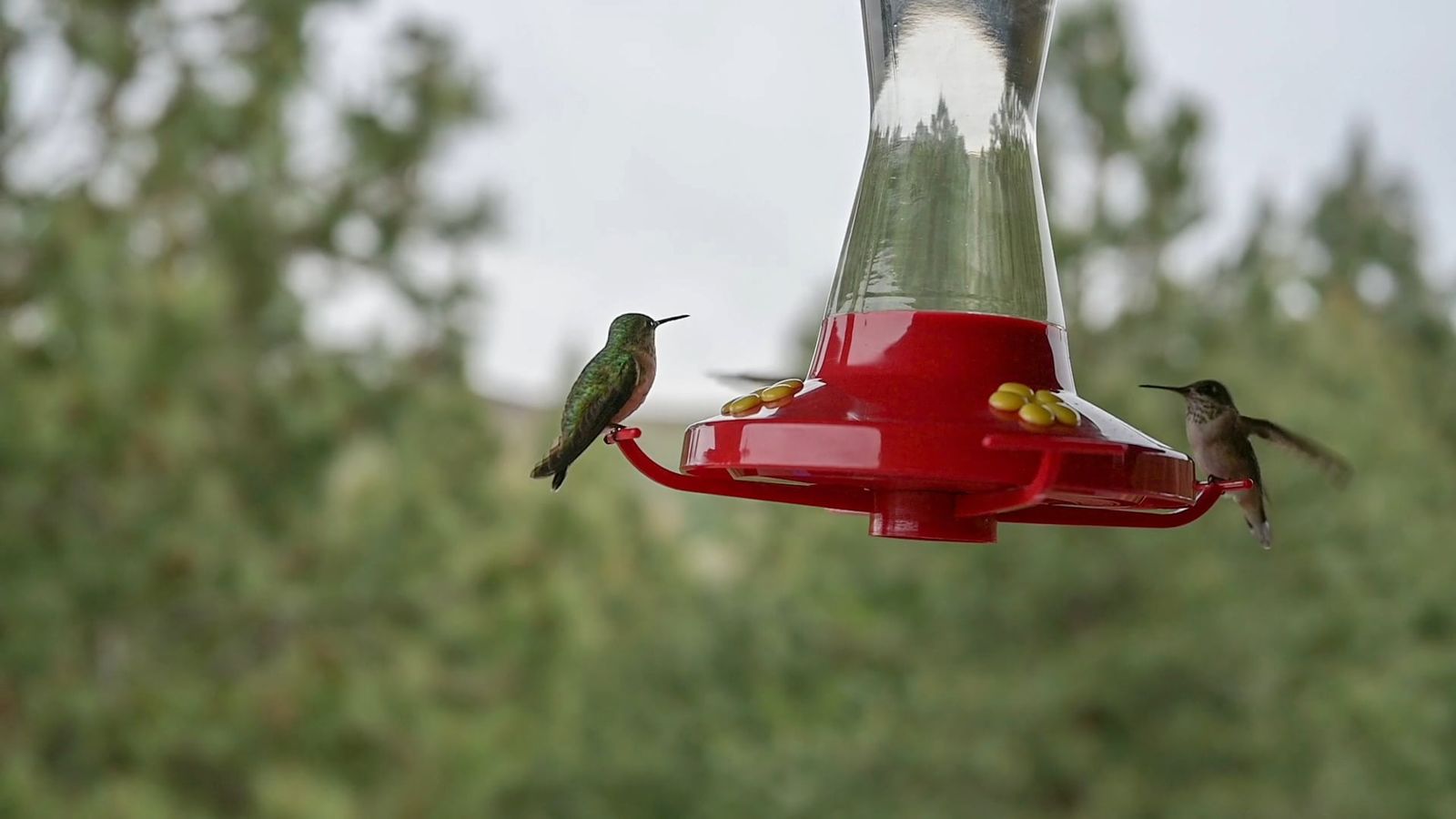 Hummingbird Videos, Download The BEST Free 4k Stock Video Footage ...