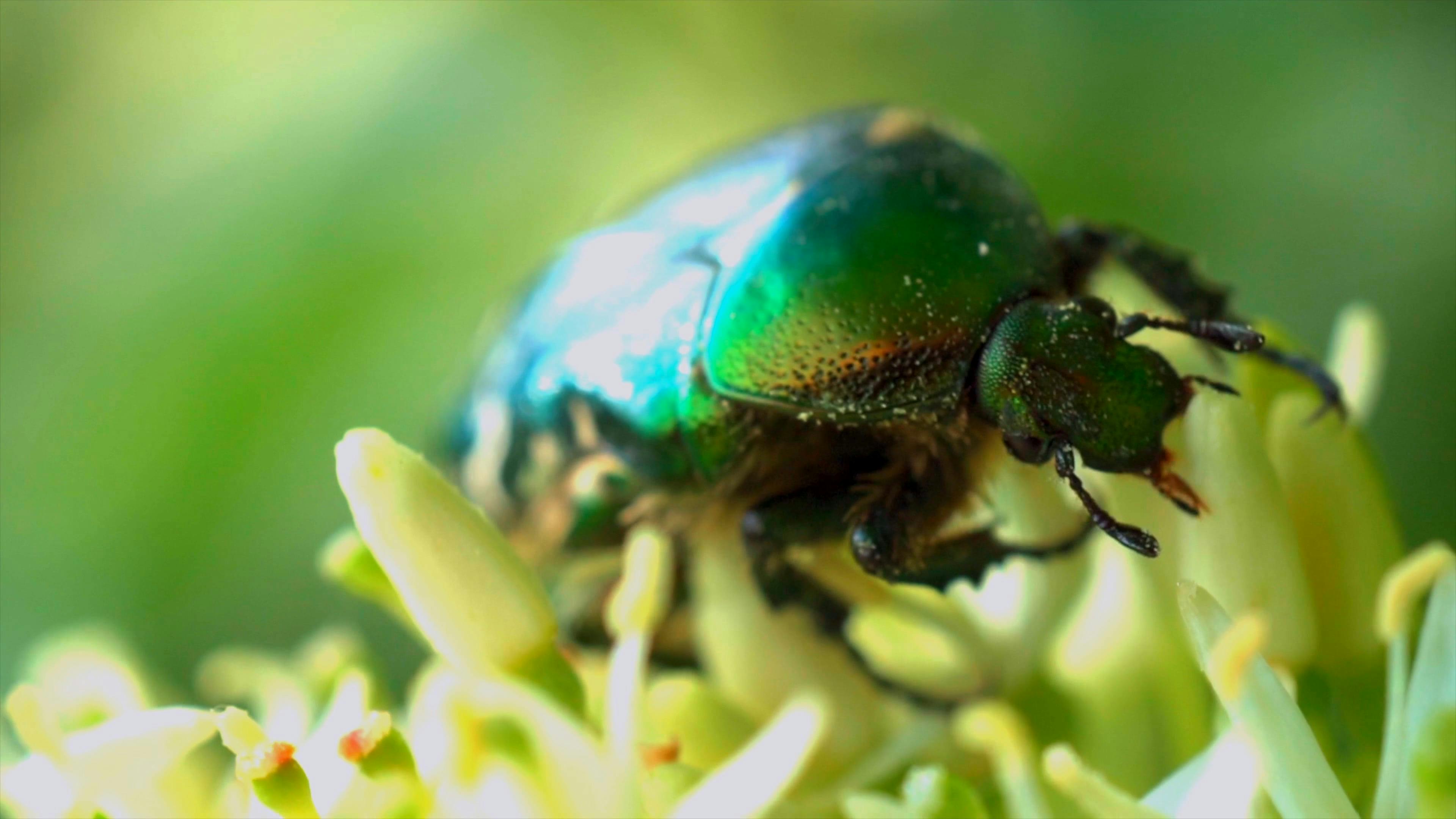 Close Up Footage of Green June beetle Free Stock Video Footage, Royalty ...